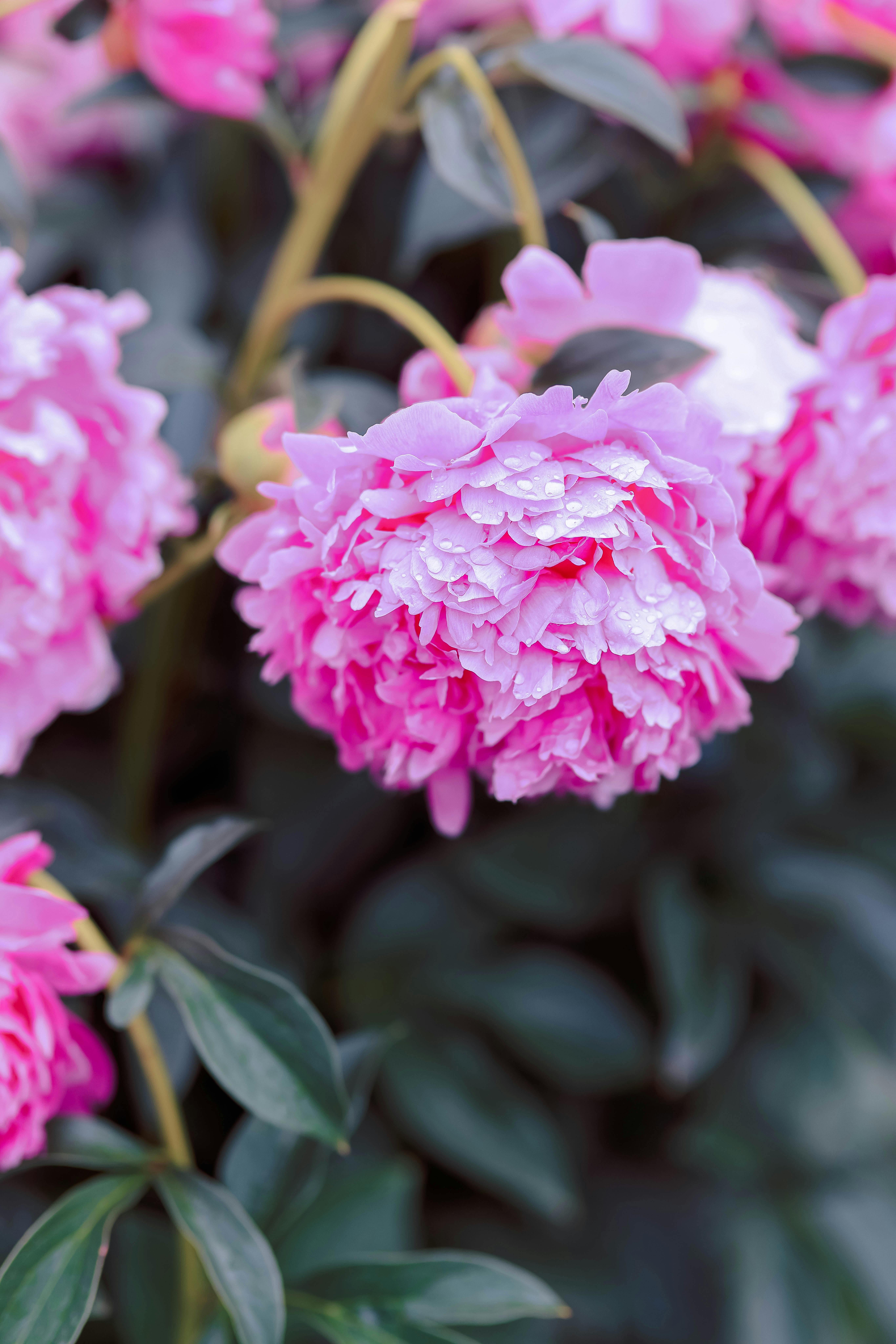 Peonies in Bloom · Free Stock Photo