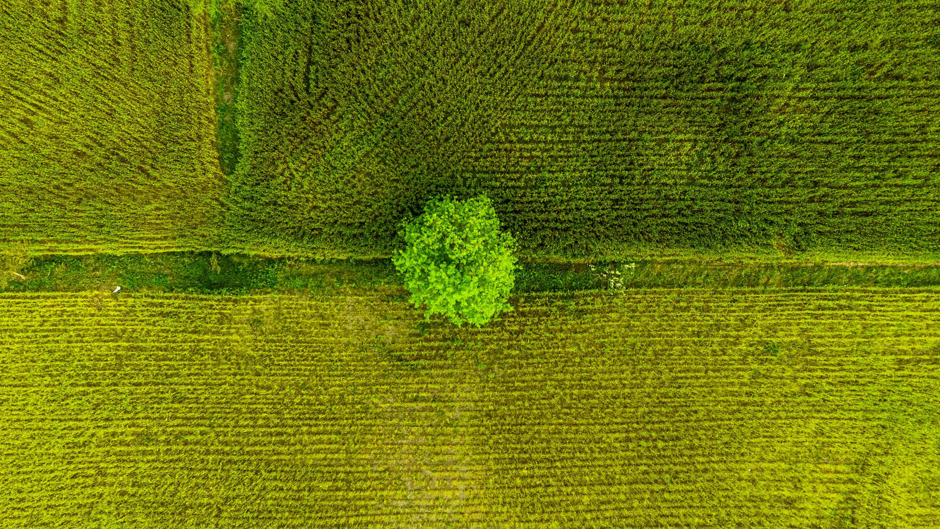 Nasir Javed - Photography