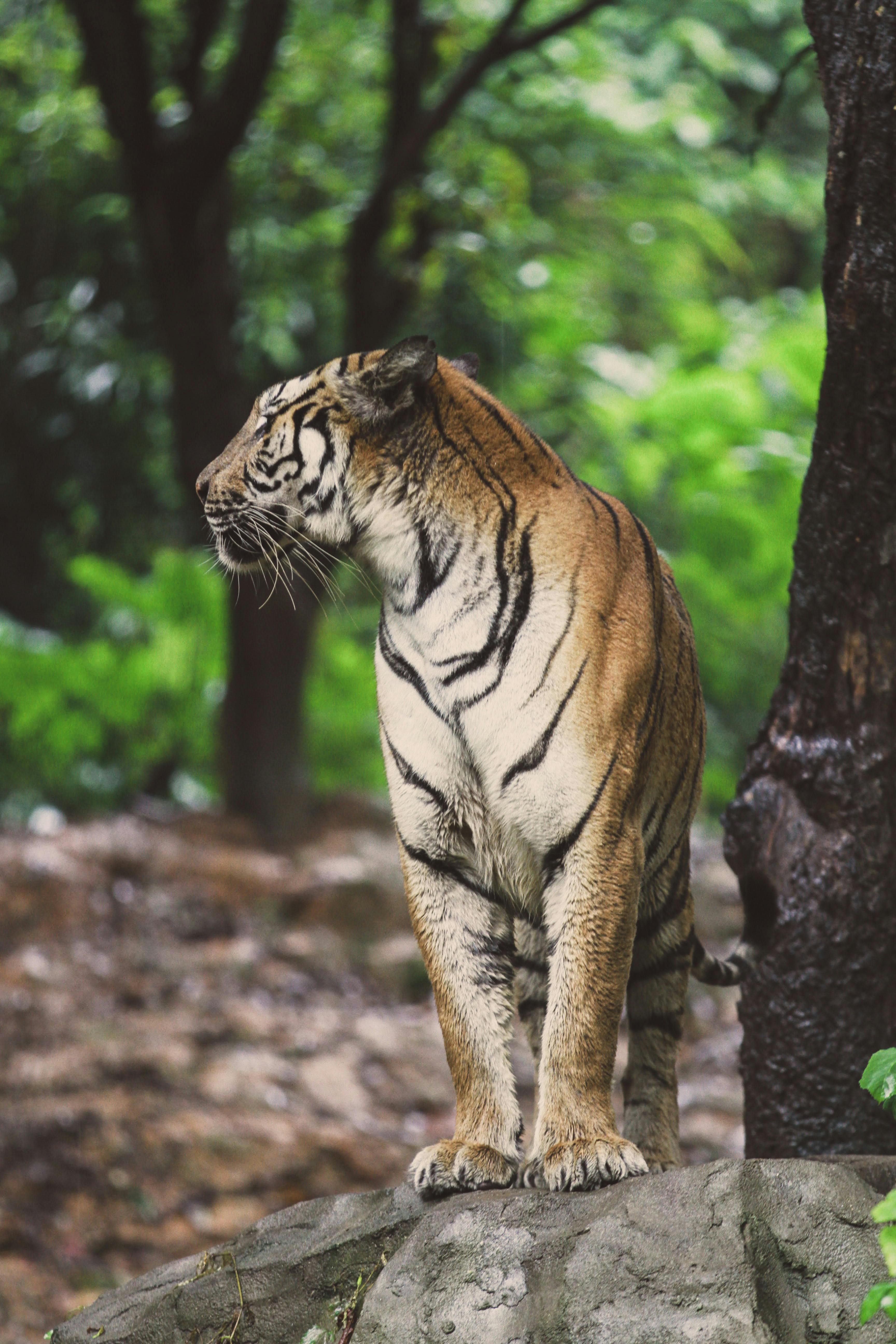 A Tiger on a Rock · Free Stock Photo