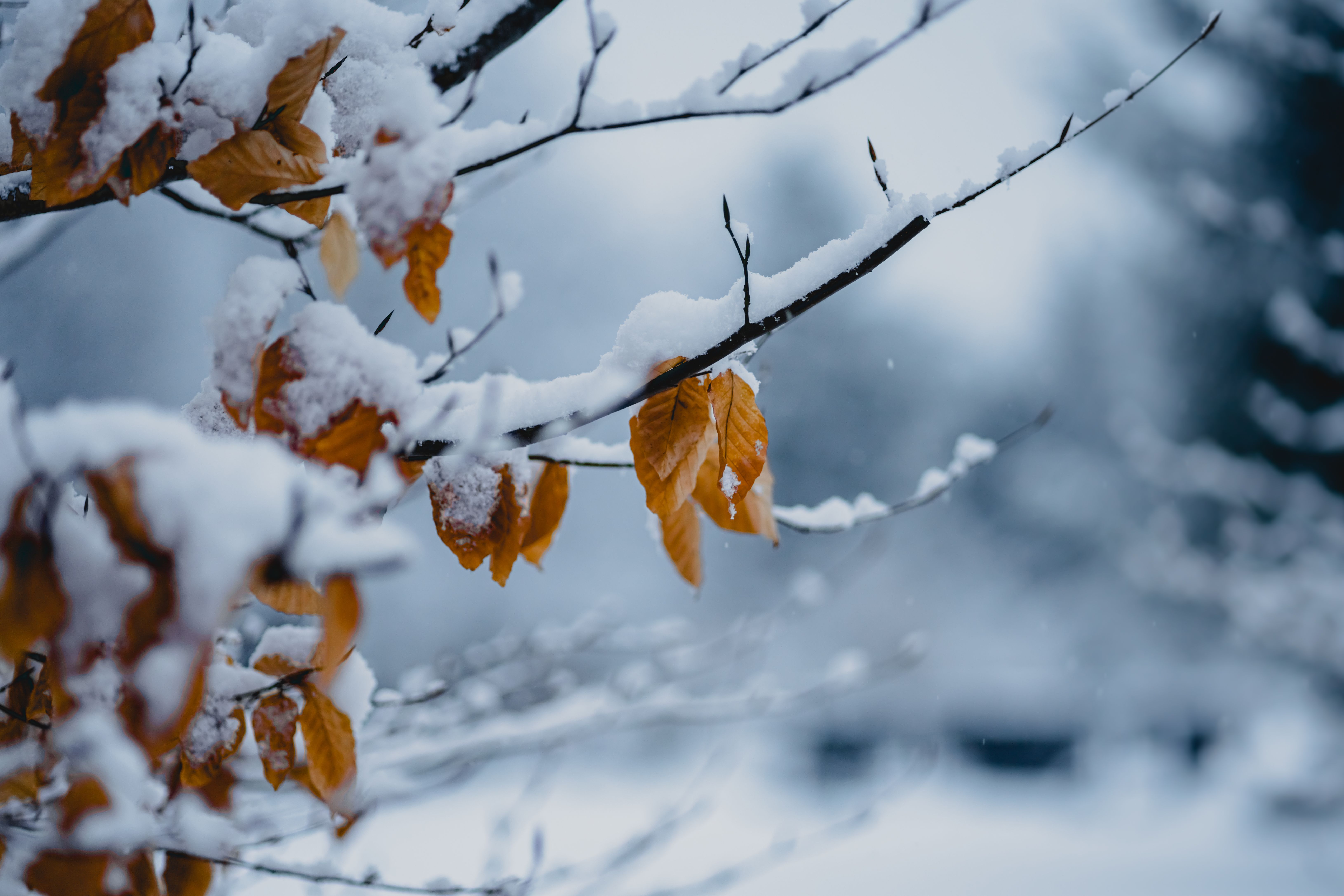 Park Trees in Winter · Free Stock Photo