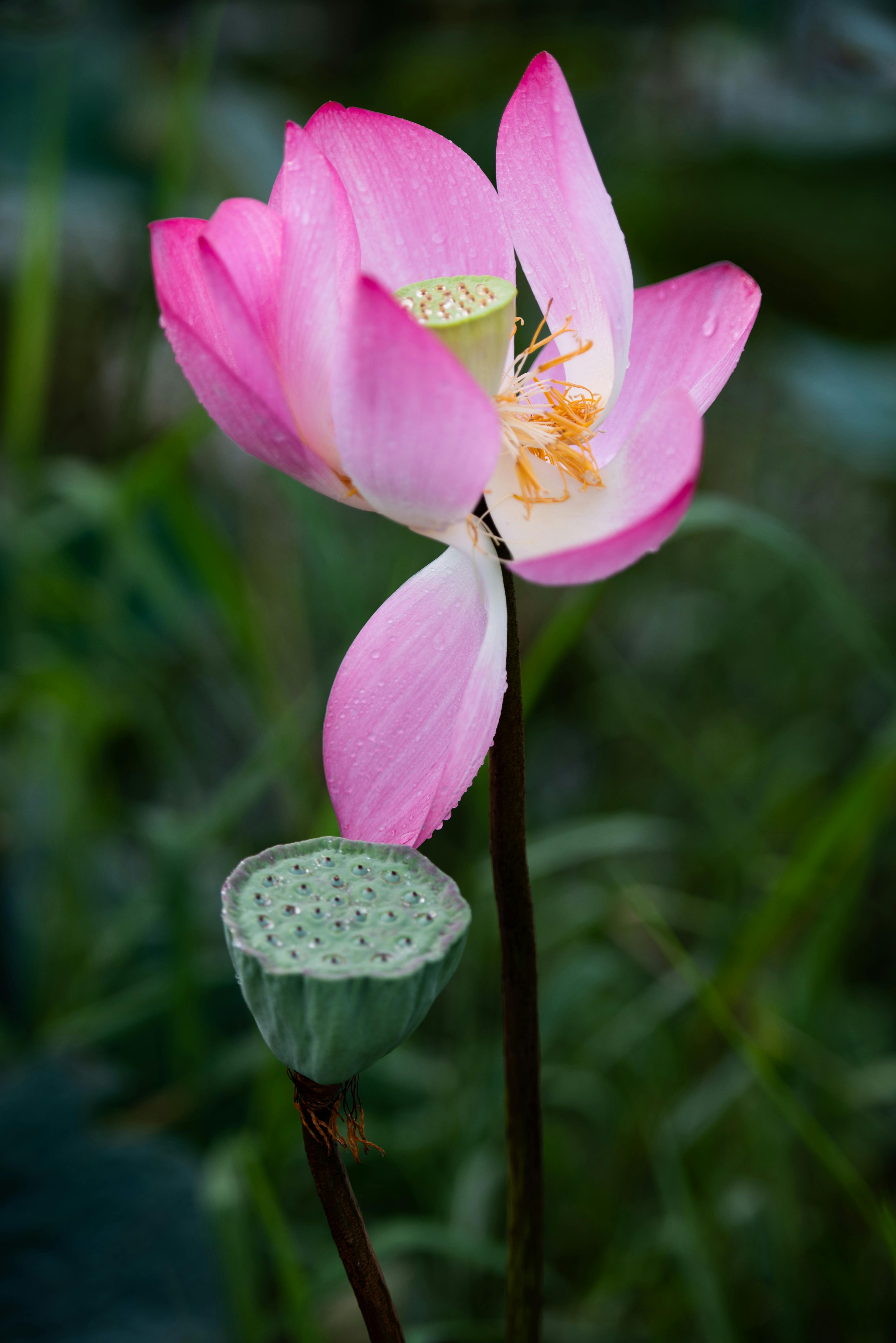 Pink Lotus in Bloom · Free Stock Photo