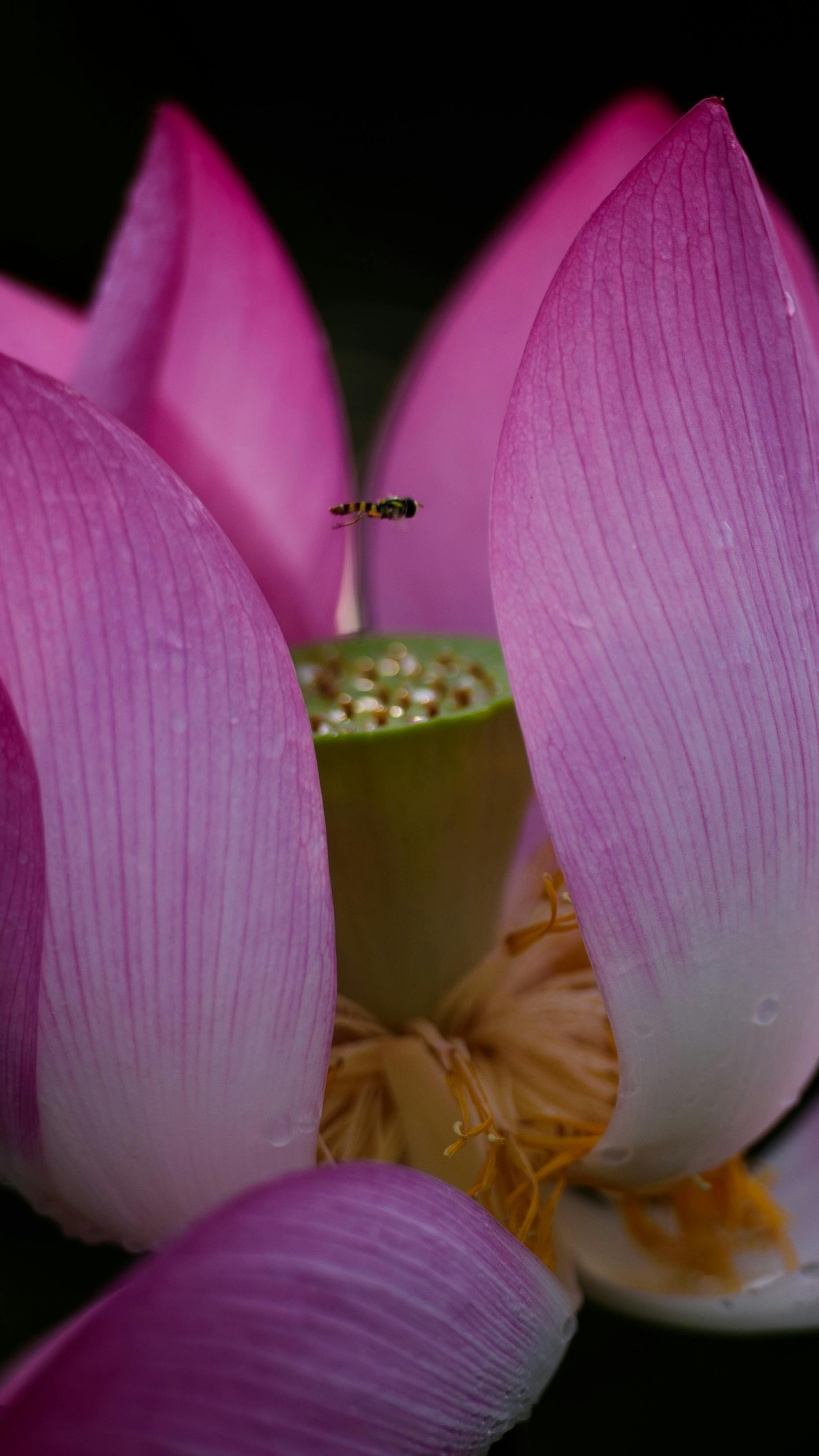Pink Lotus Flower and an Insect · Free Stock Photo
