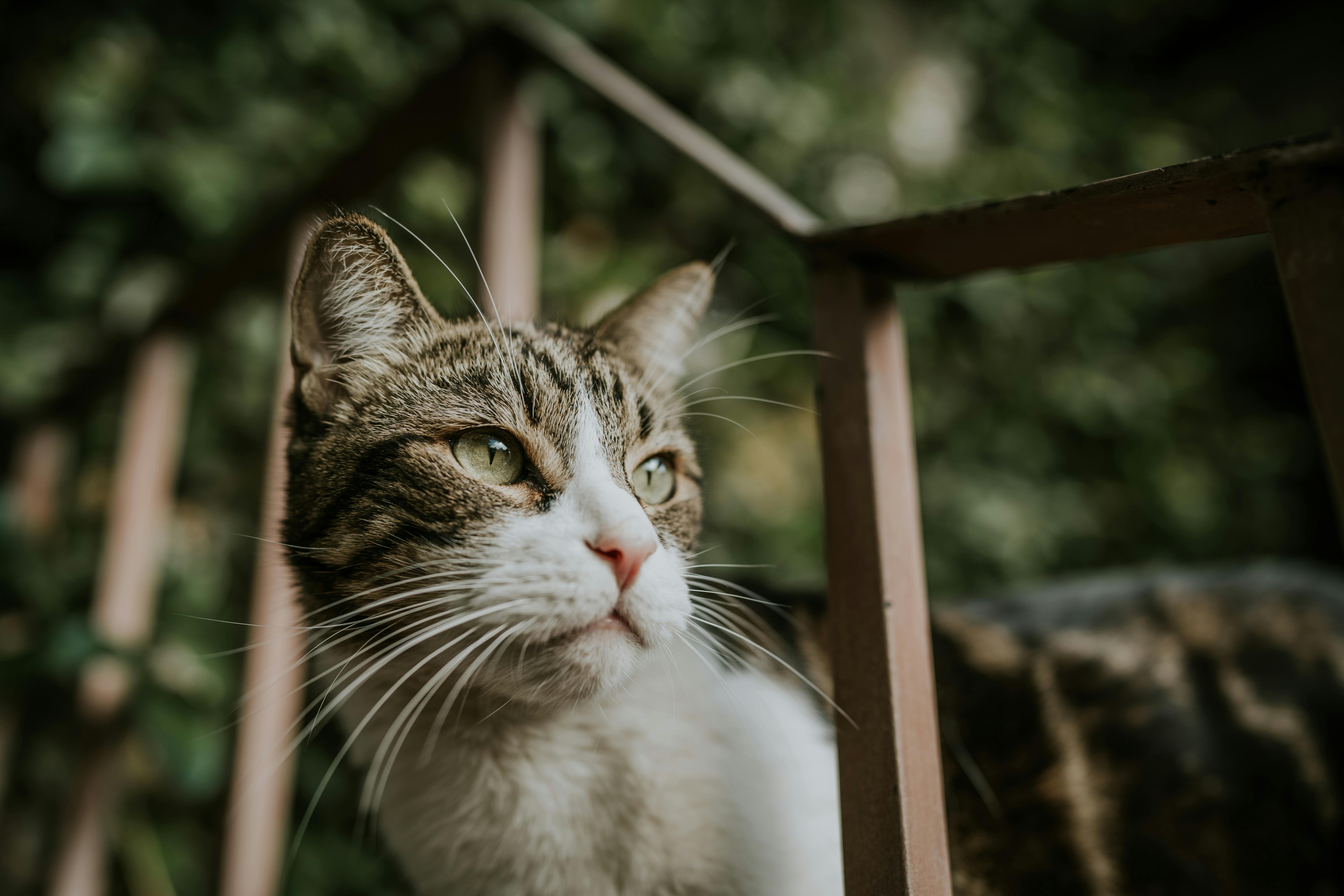 Close-Up Shot of a Cat · Free Stock Photo