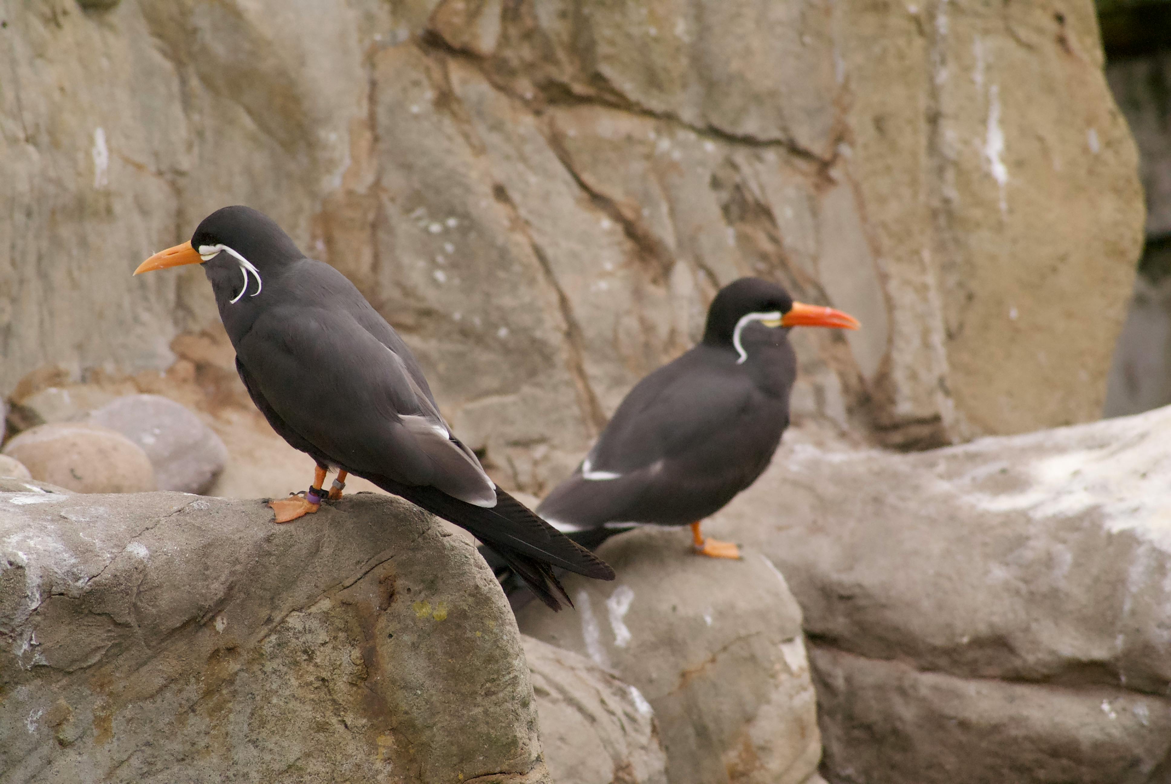 Close-Up Shot of Birds on Rocks · Free Stock Photo