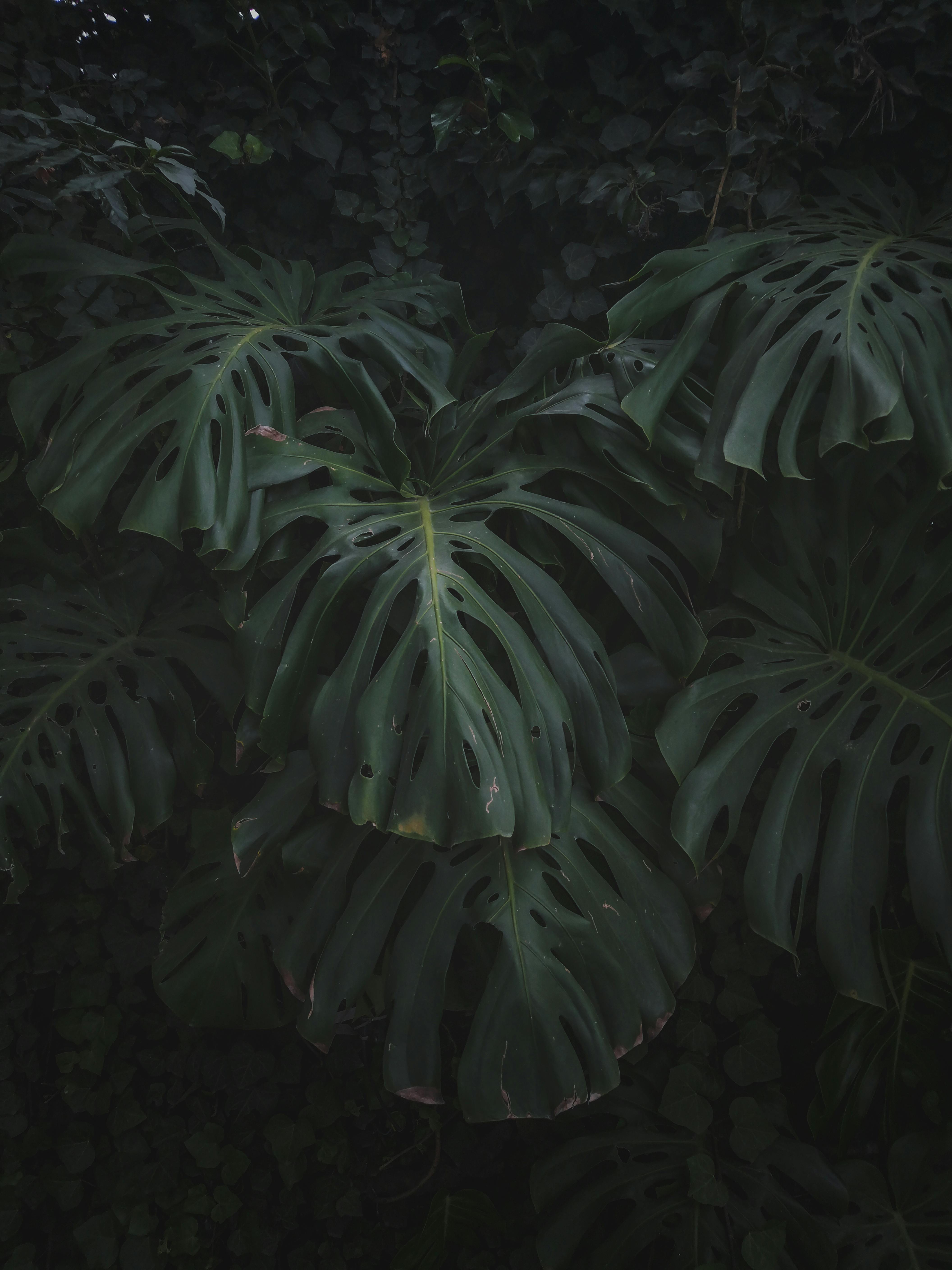 Photo of Swiss Cheese Plant Leaves · Free Stock Photo