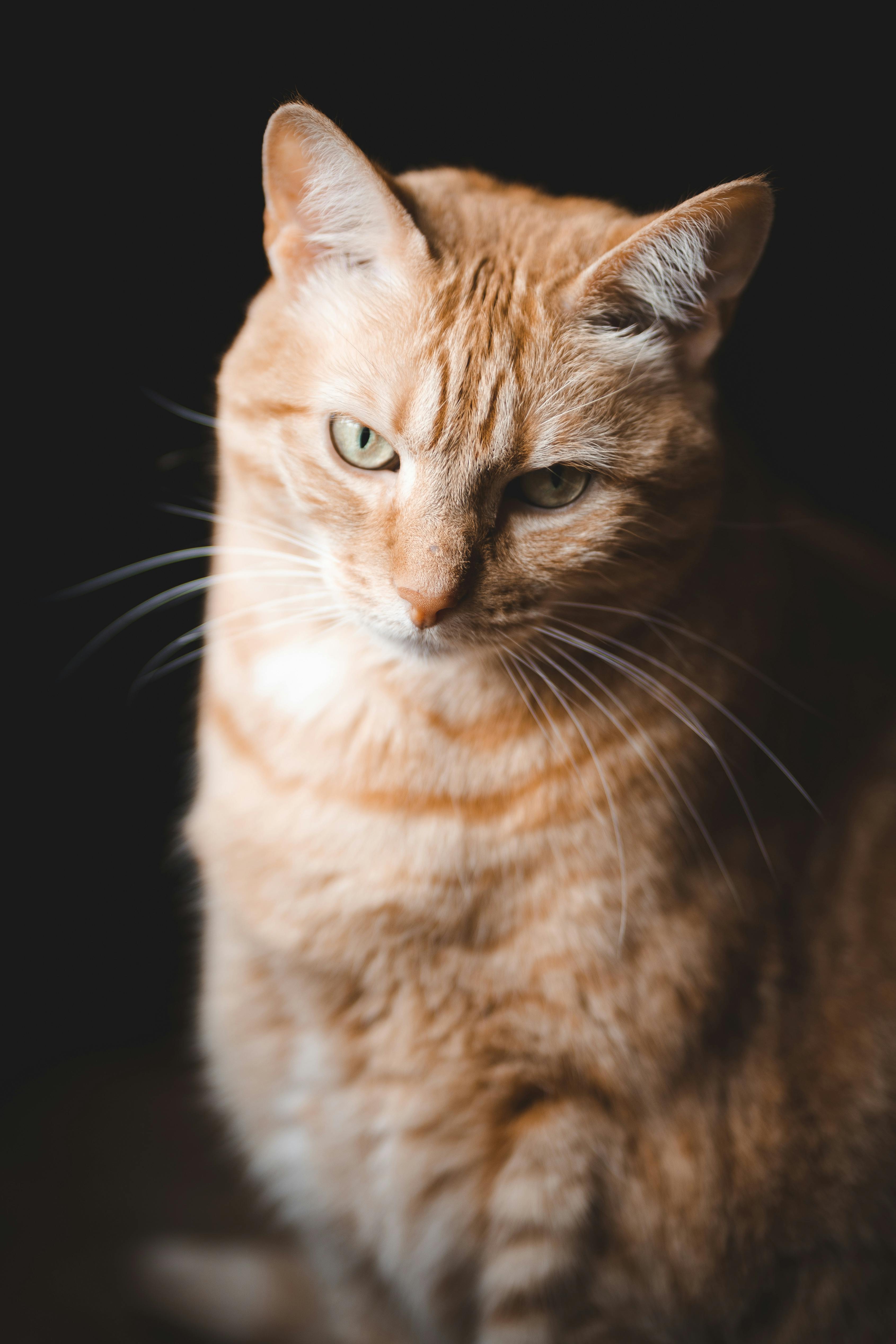 78,209+ Best Free Bat animal Stock Photos & Images · 100% Royalty-Free ...