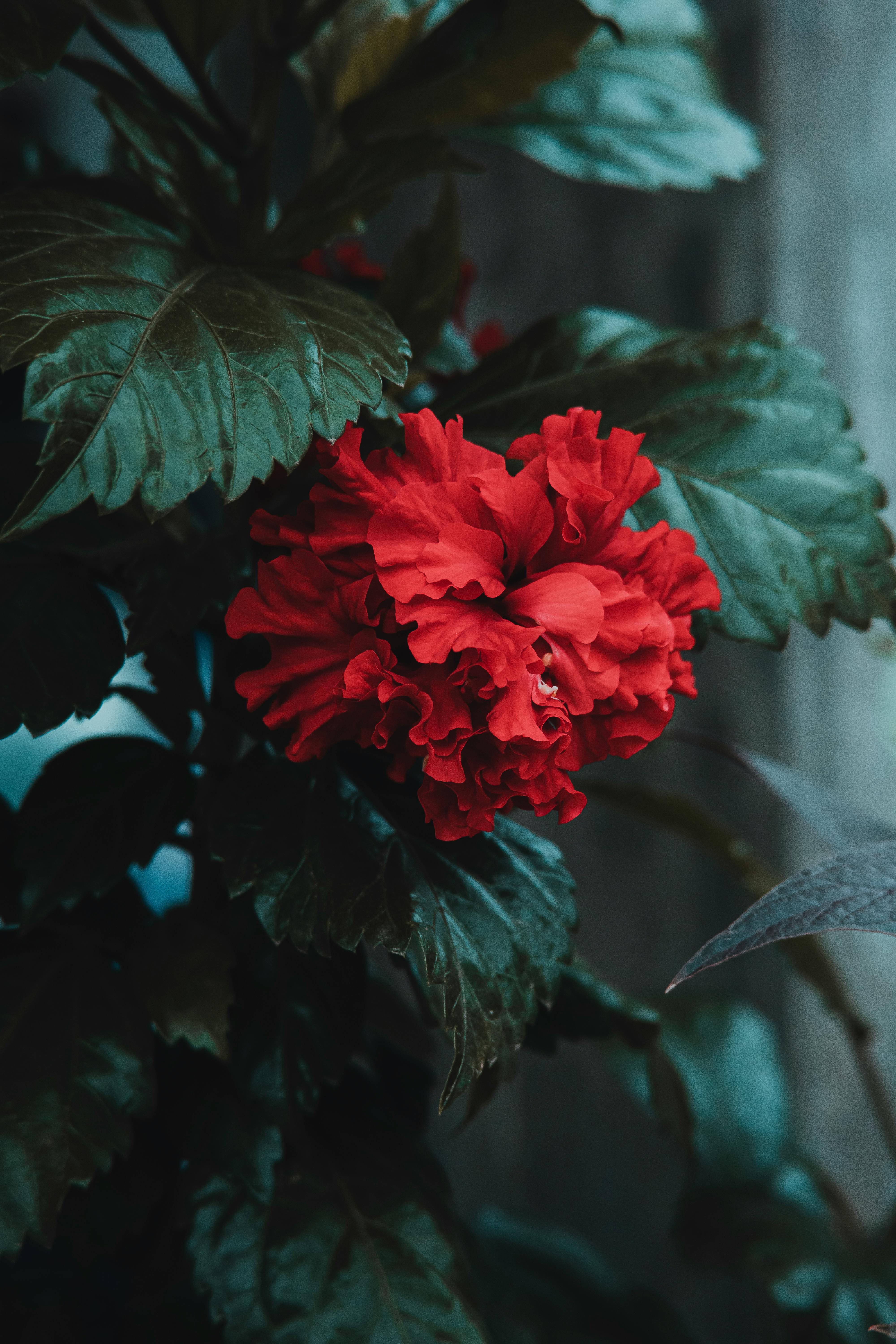 Red Flowers in Close Up Photography · Free Stock Photo