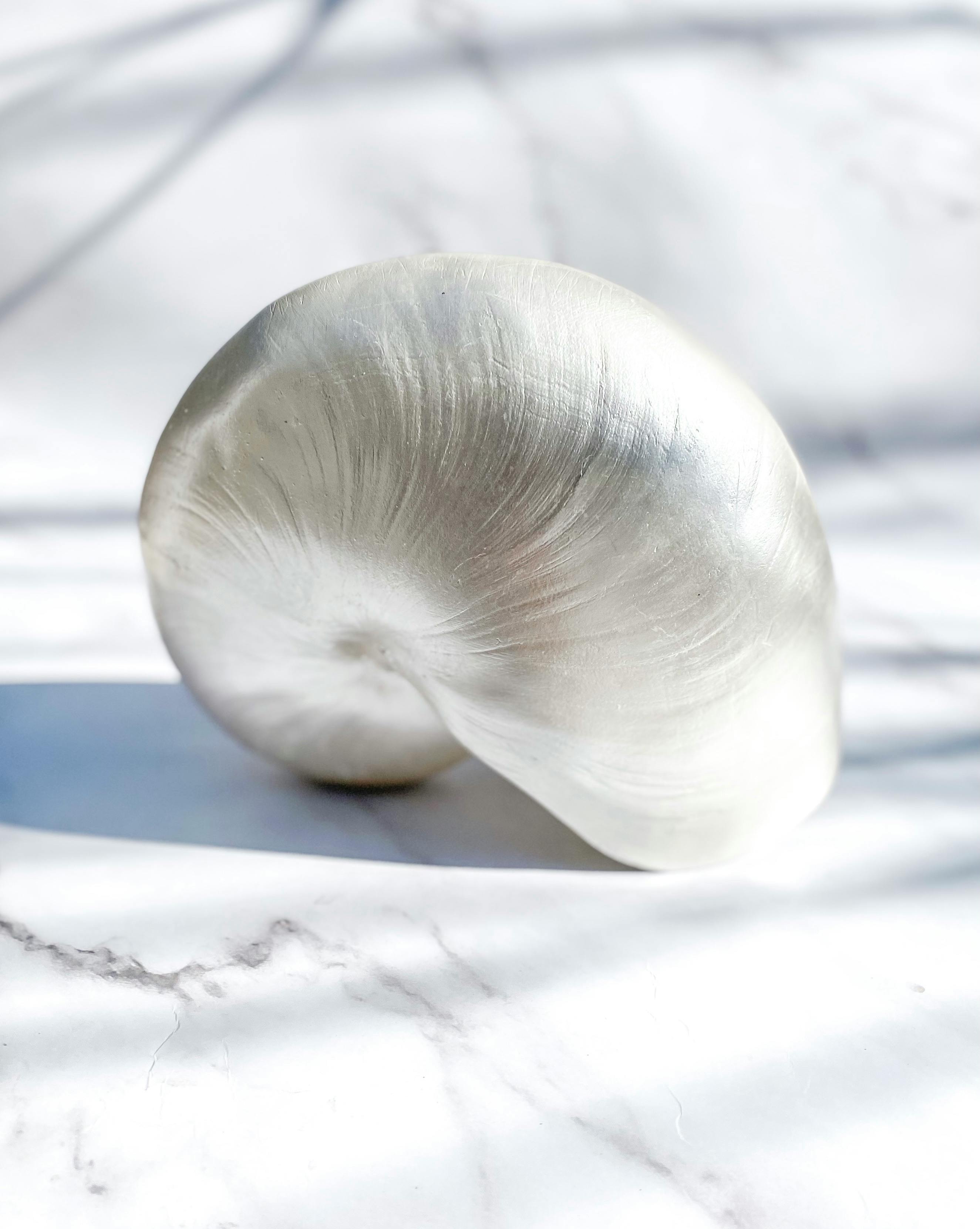 Smooth Shell Photos, Download The BEST Free Smooth Shell Stock Photos ...