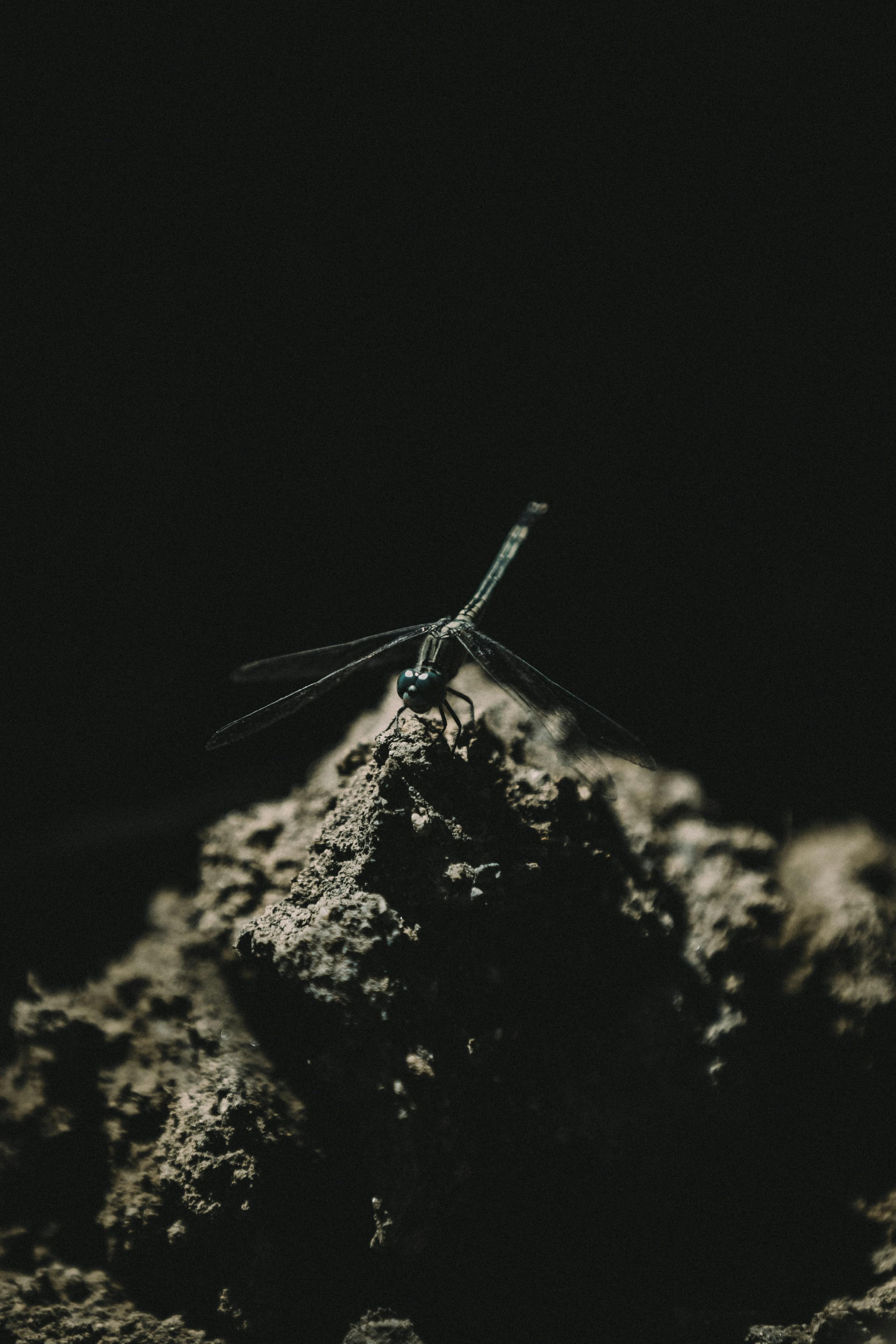 Shallow Focus Photography of Dragonfly on Soil · Free Stock Photo