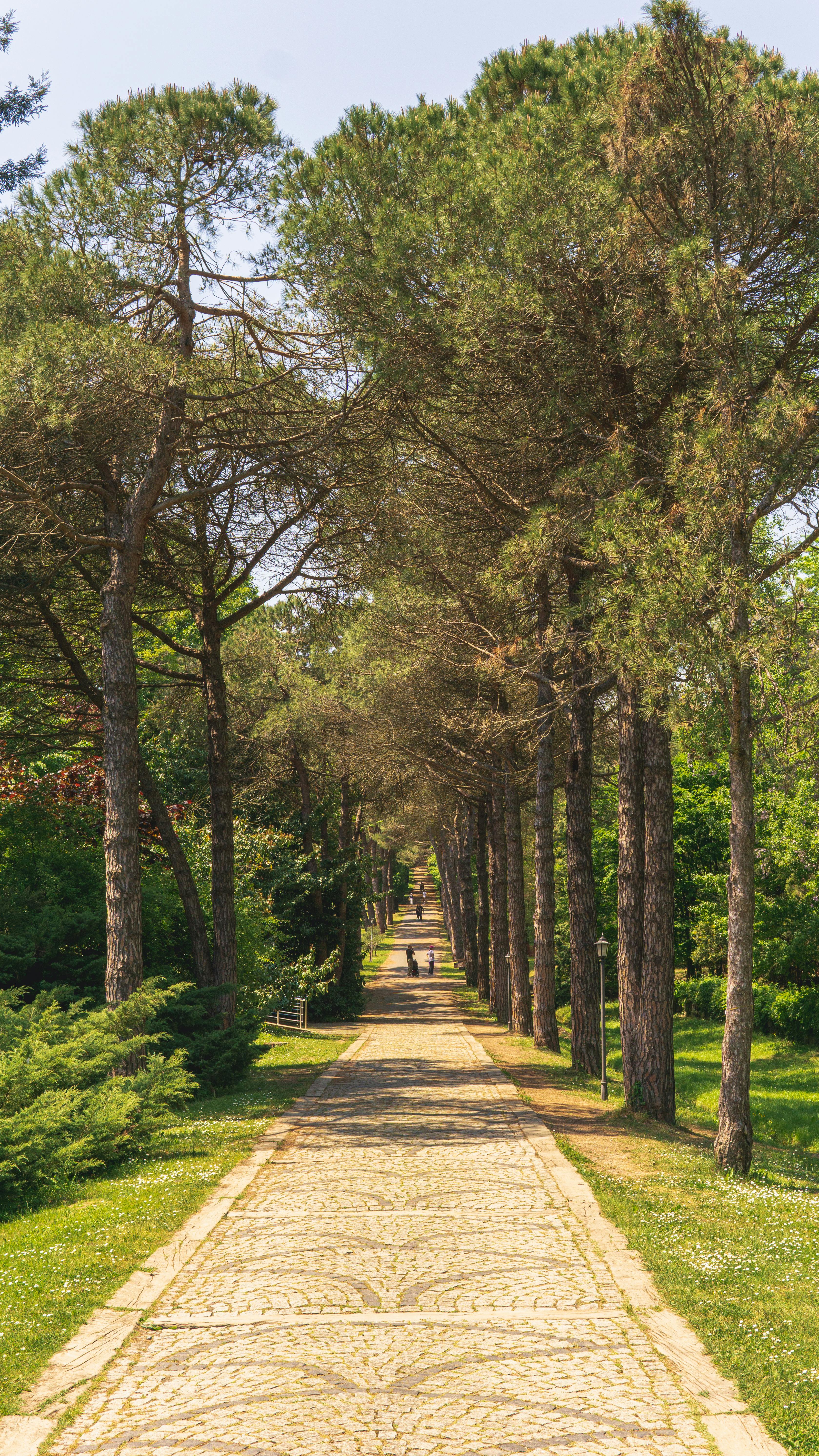 Pathway in Between Trees · Free Stock Photo