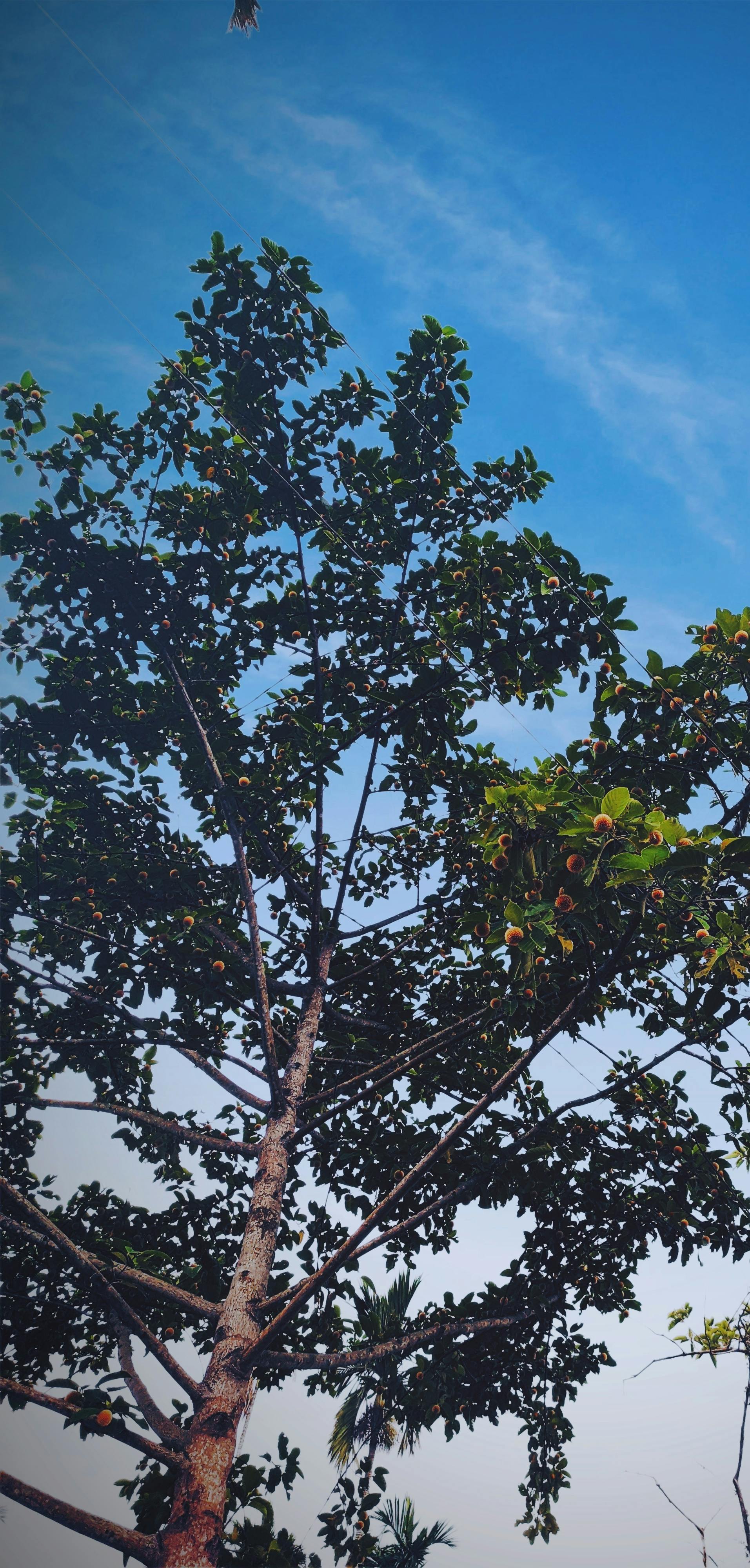 Prasenjit Debnath Fotoğrafçılık