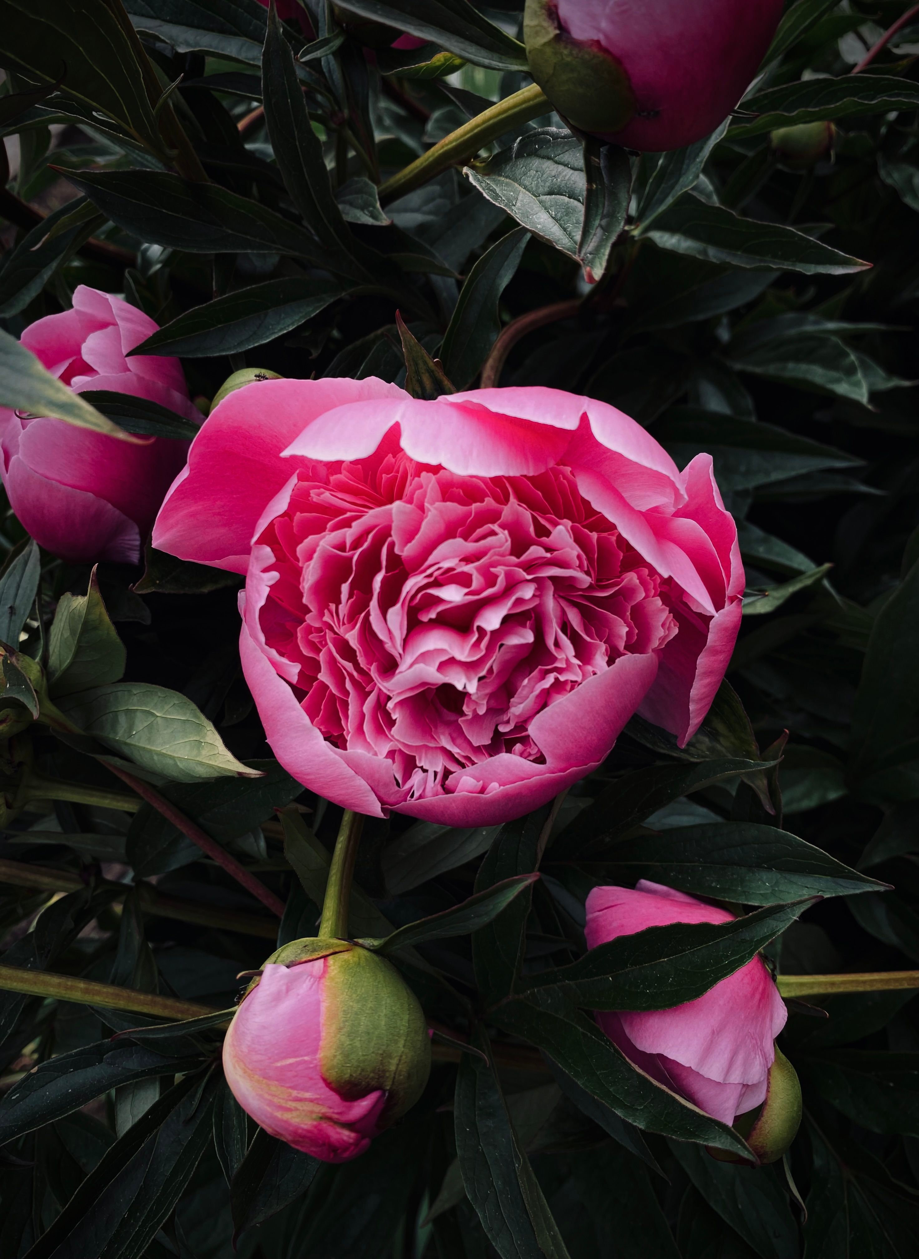 Peonies in Bloom · Free Stock Photo
