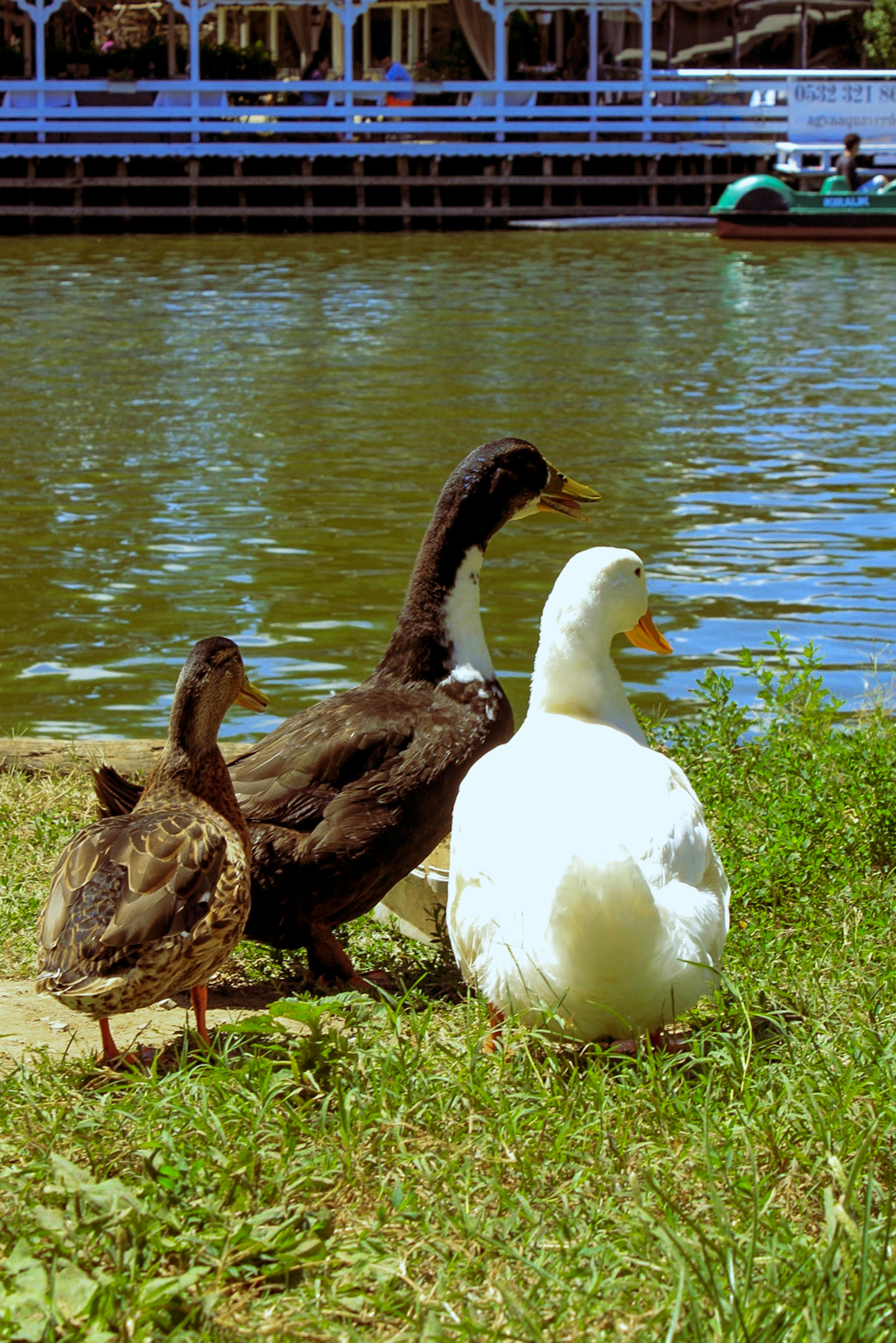 Eider Ducks In Surf Photos, Download Free Eider Ducks In Surf Stock ...