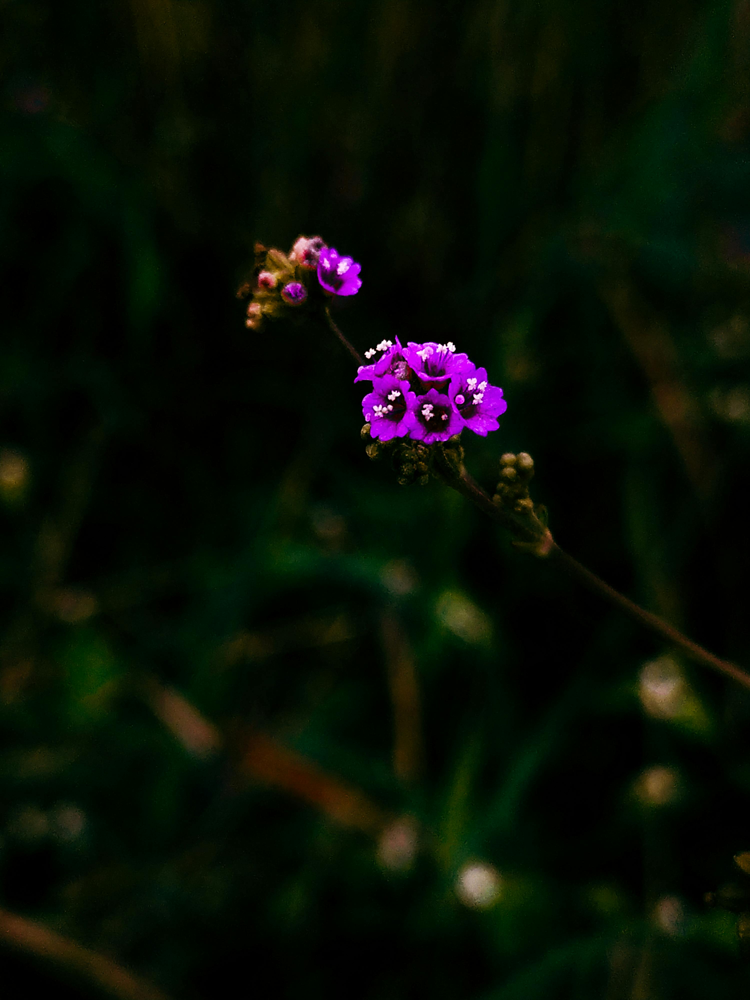 Naveen Kumar Singh - Photography Naveen Kumar Singh - Photography