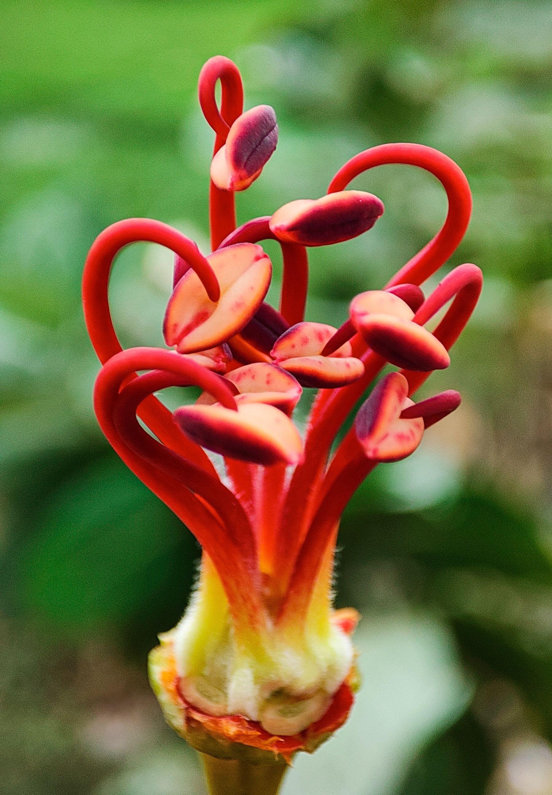 Close up of Tropical Flower · Free Stock Photo