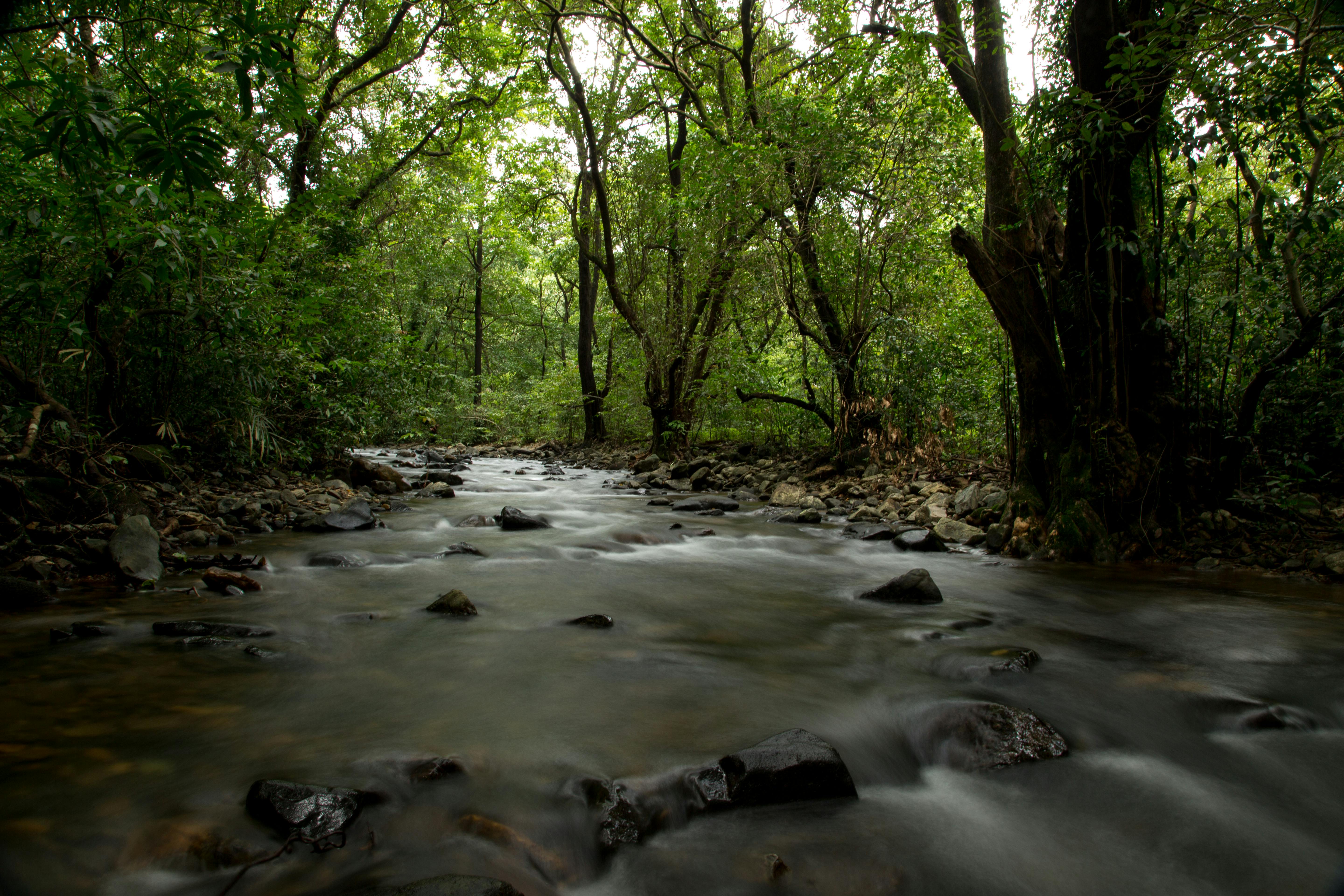Free stock photo of forest, long exposure, nature