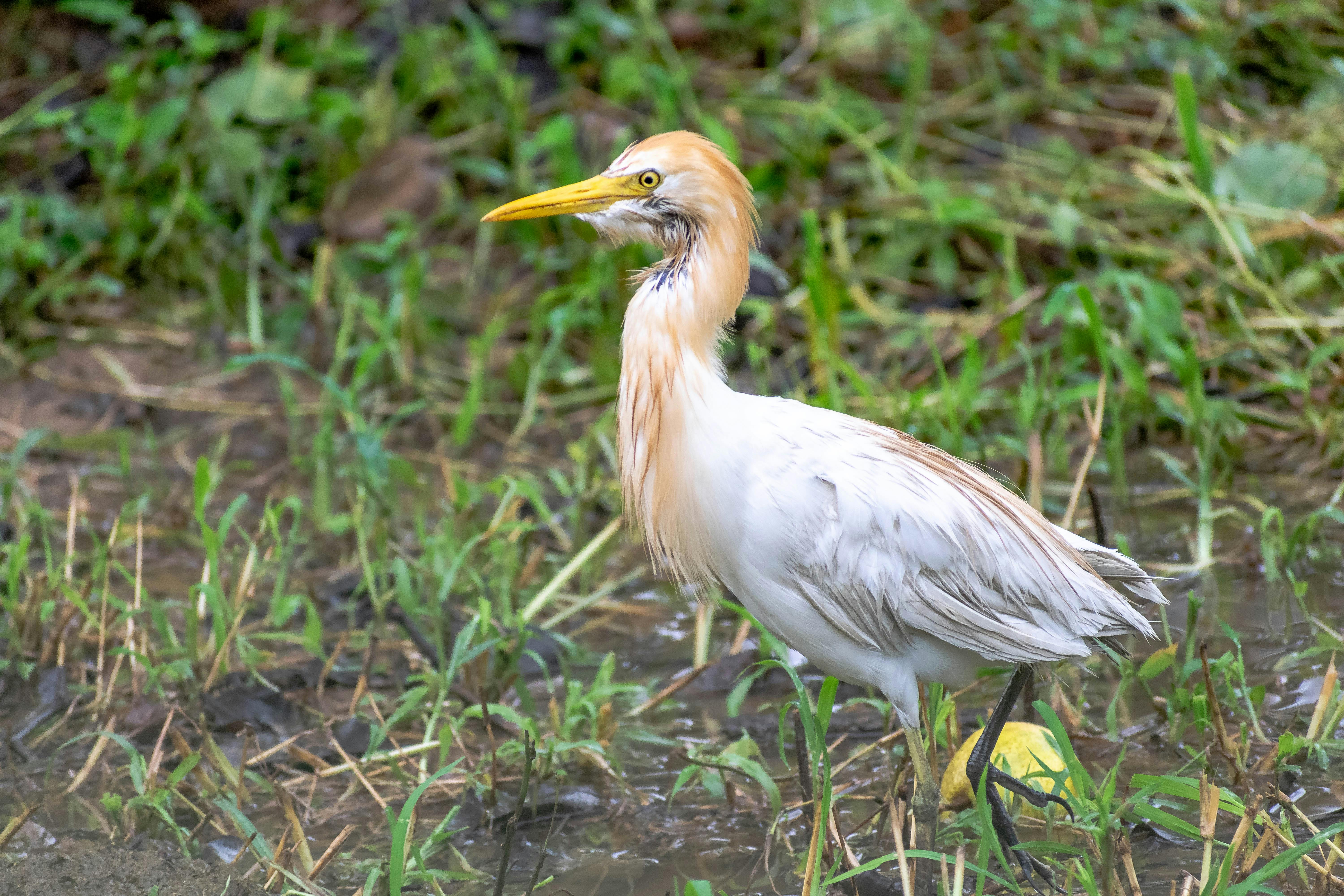 White Stork Perched on Green Grass · Free Stock Photo