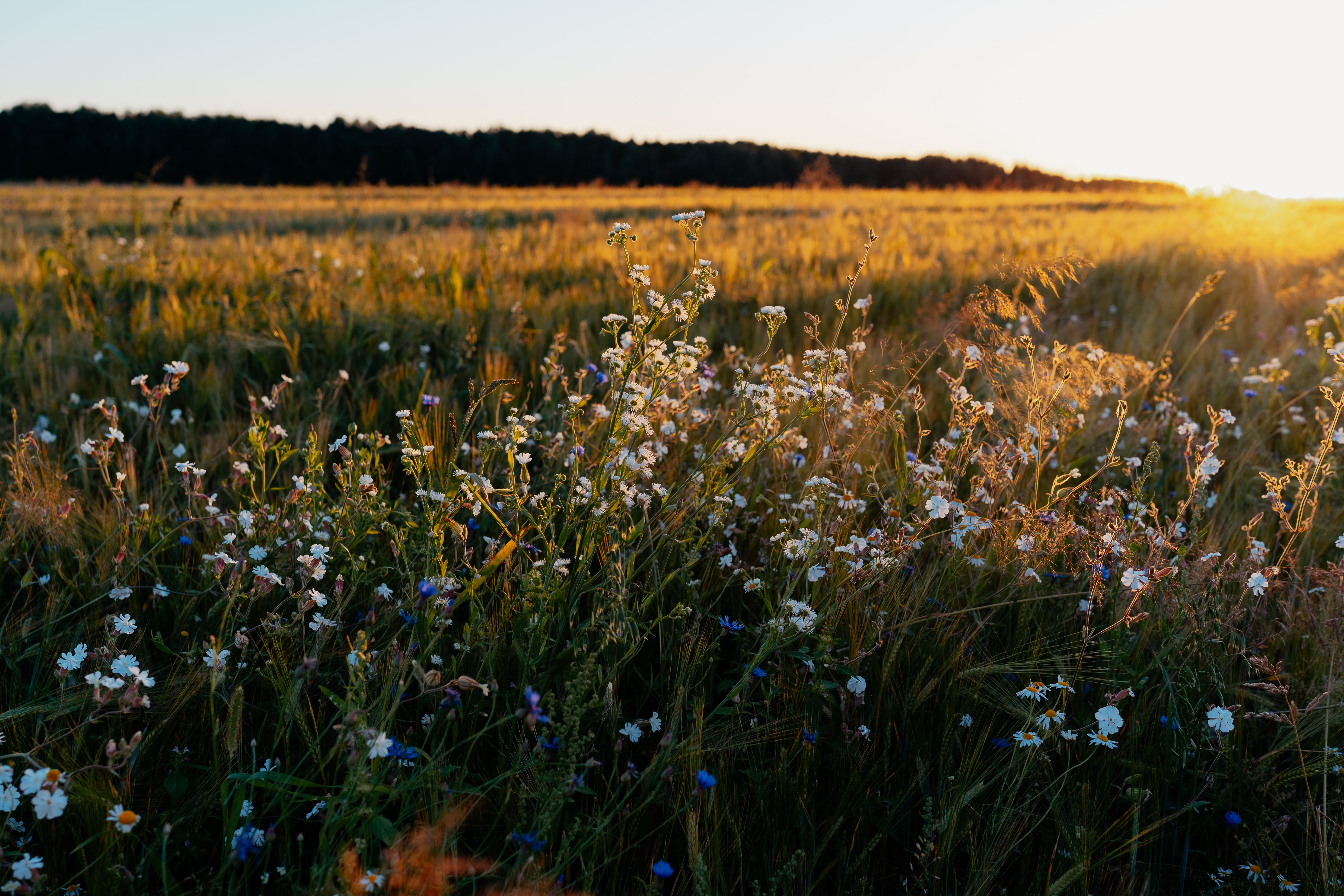 Flower Field · Free Stock Photo