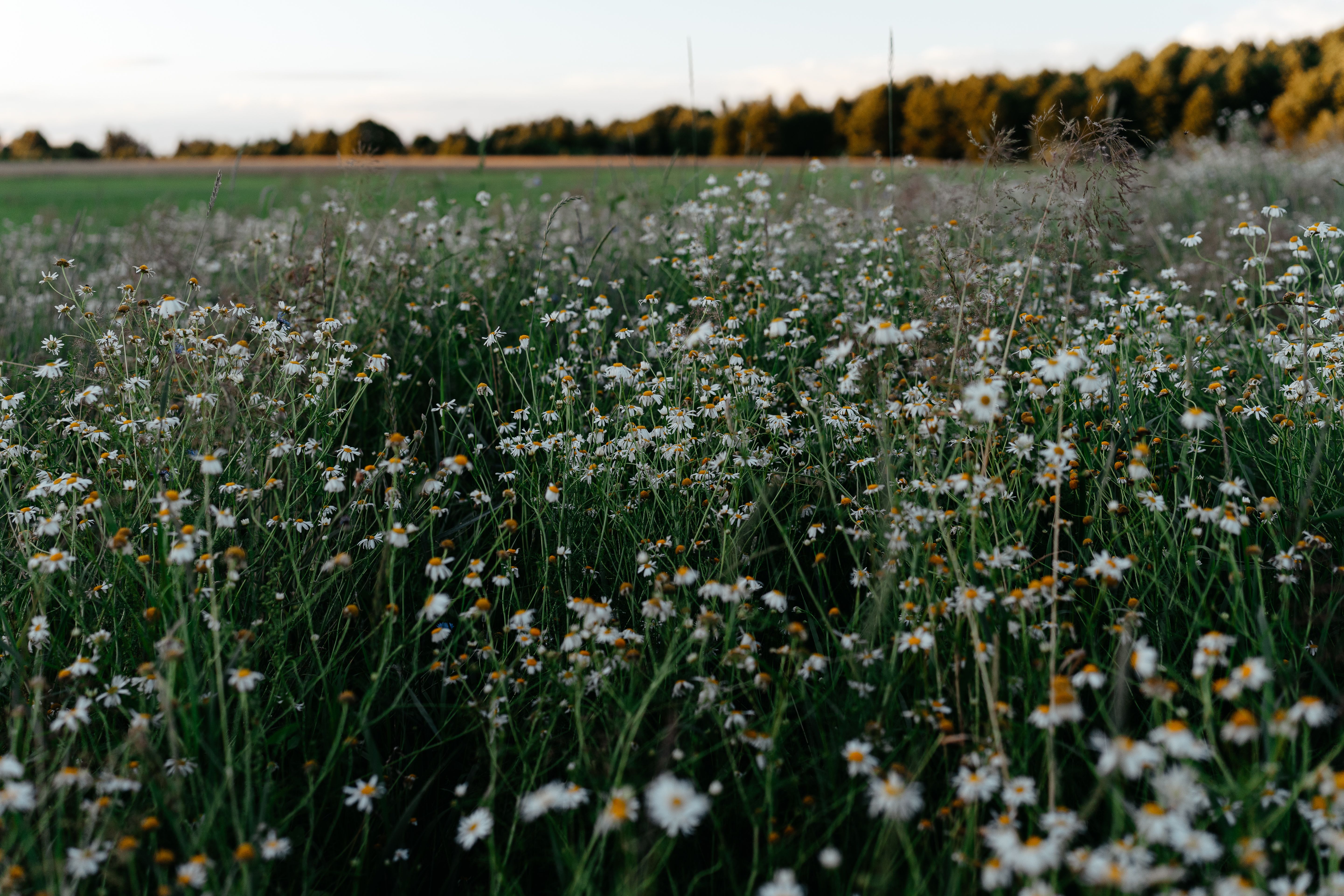 View of Flower Field · Free Stock Photo