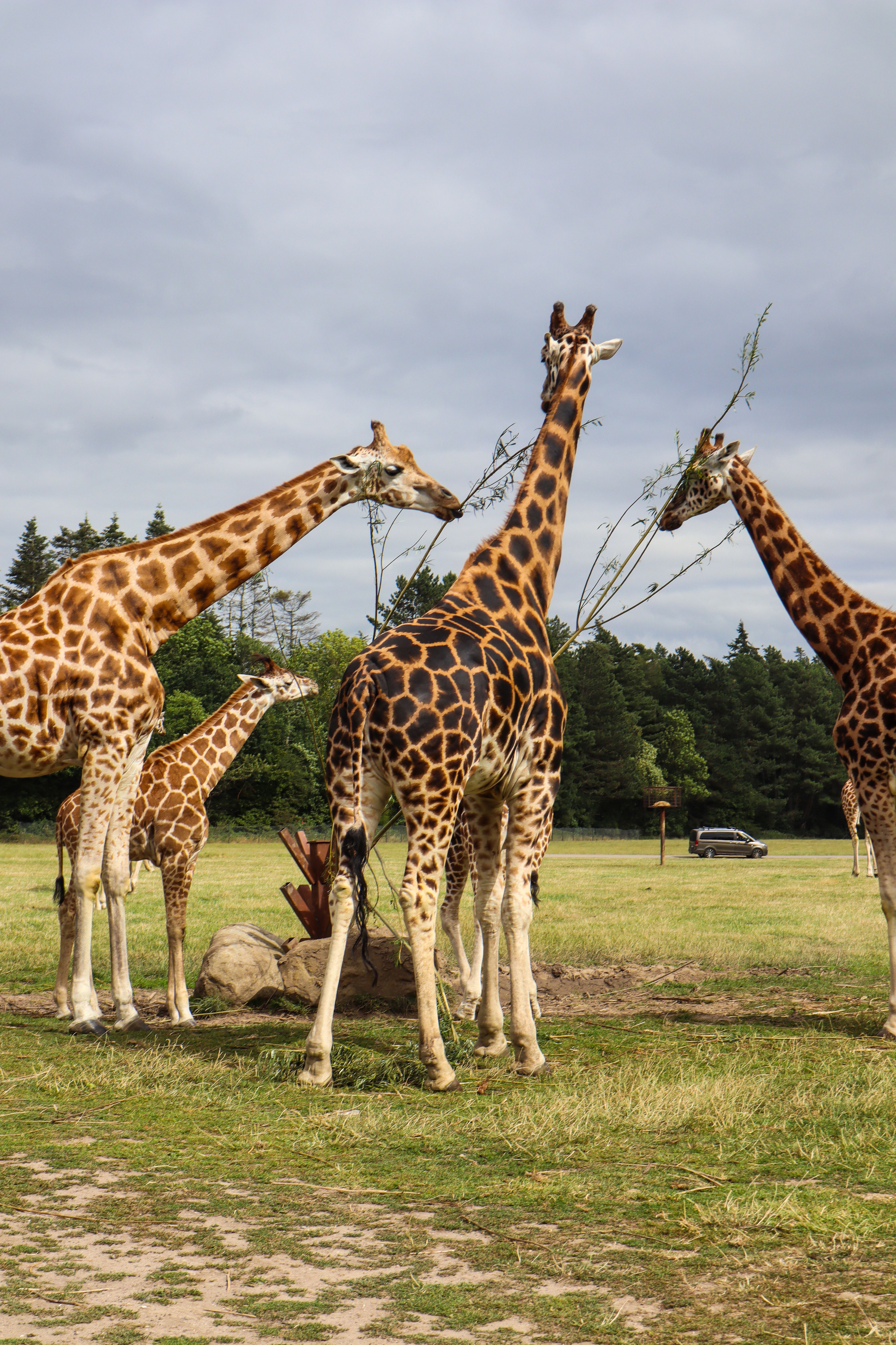 Photograph of a Brown Giraffe · Free Stock Photo