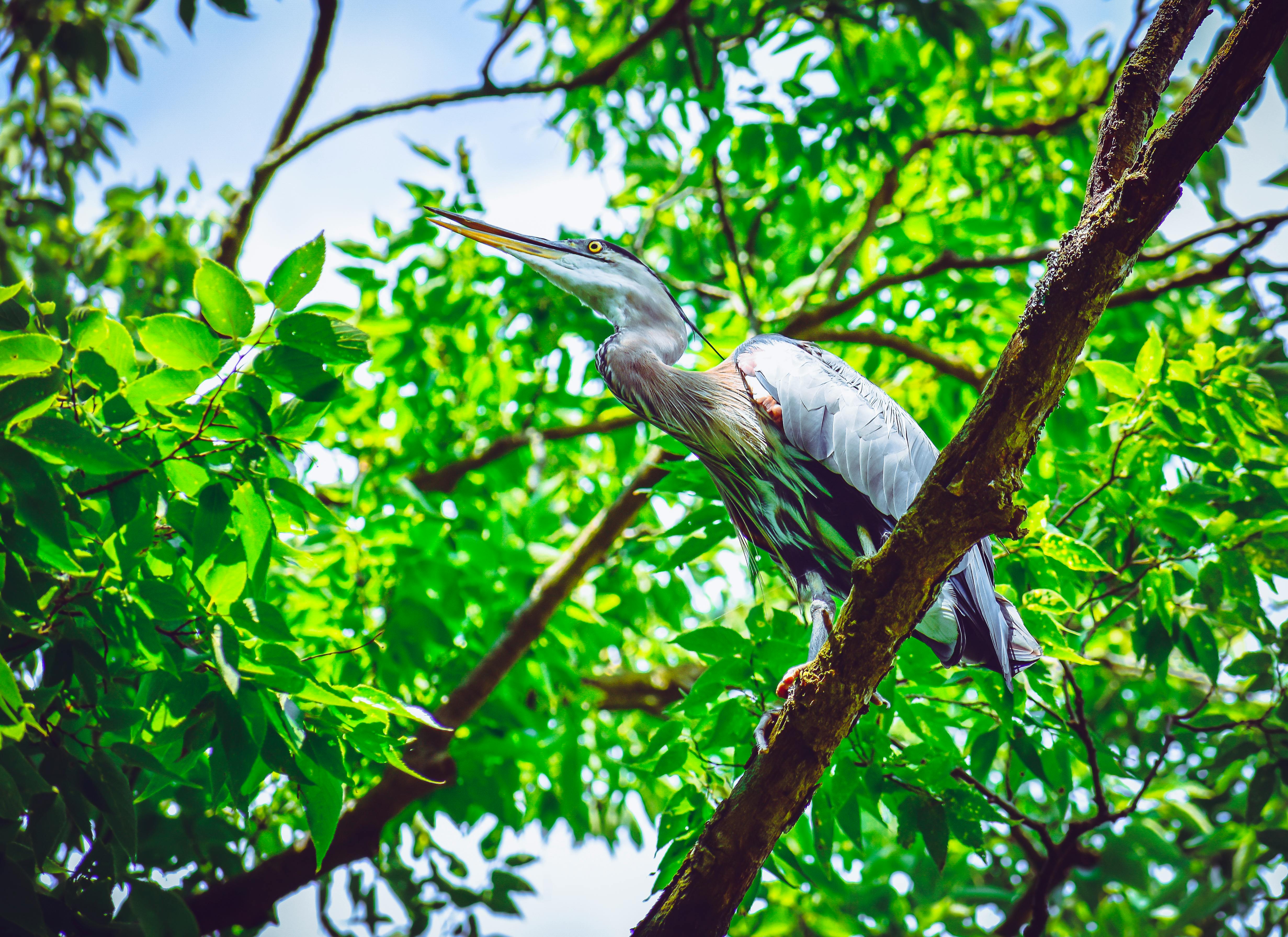 Bird Perched On A Branch · Free Stock Photo