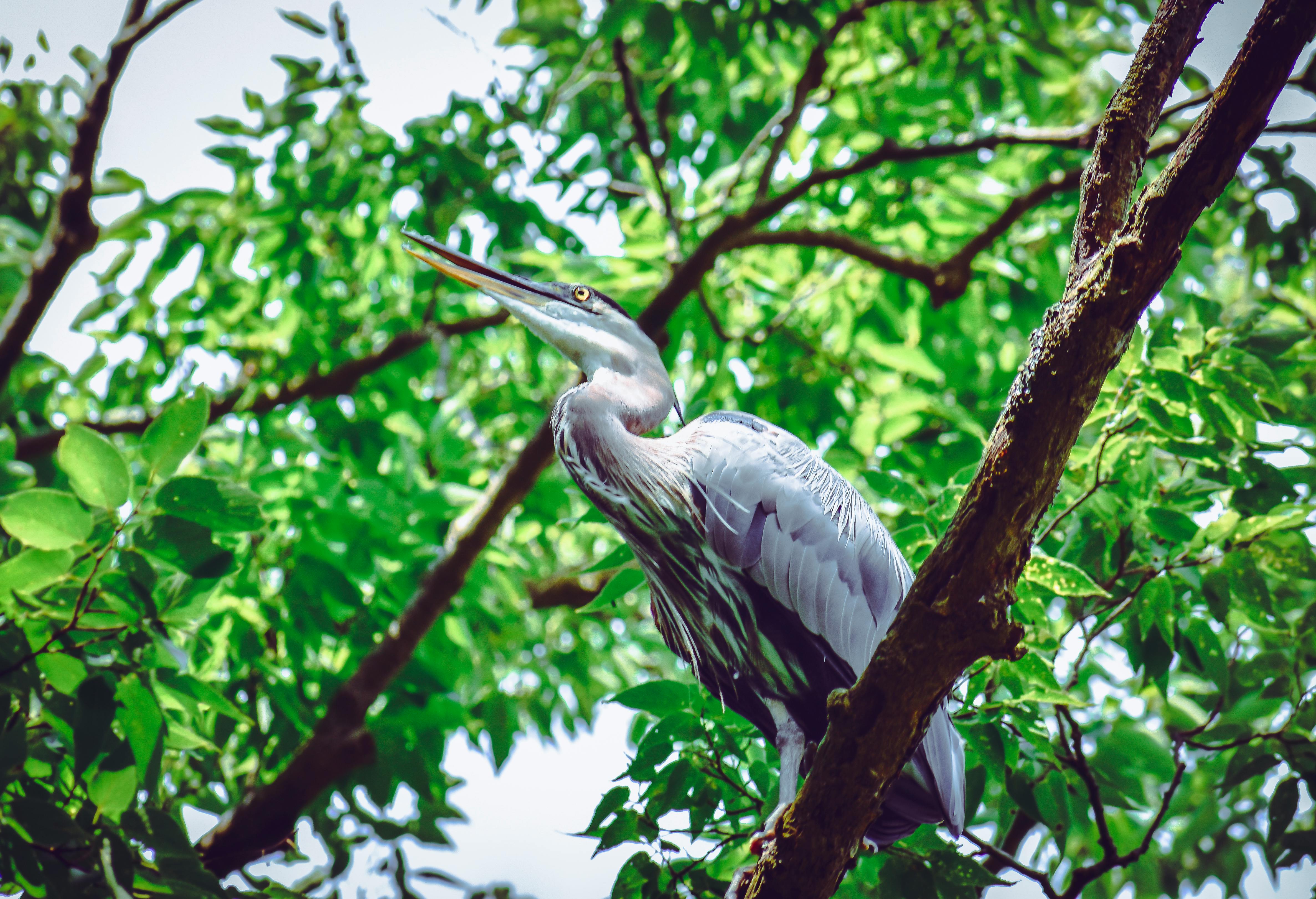 Bird On Tree Branch · Free Stock Photo