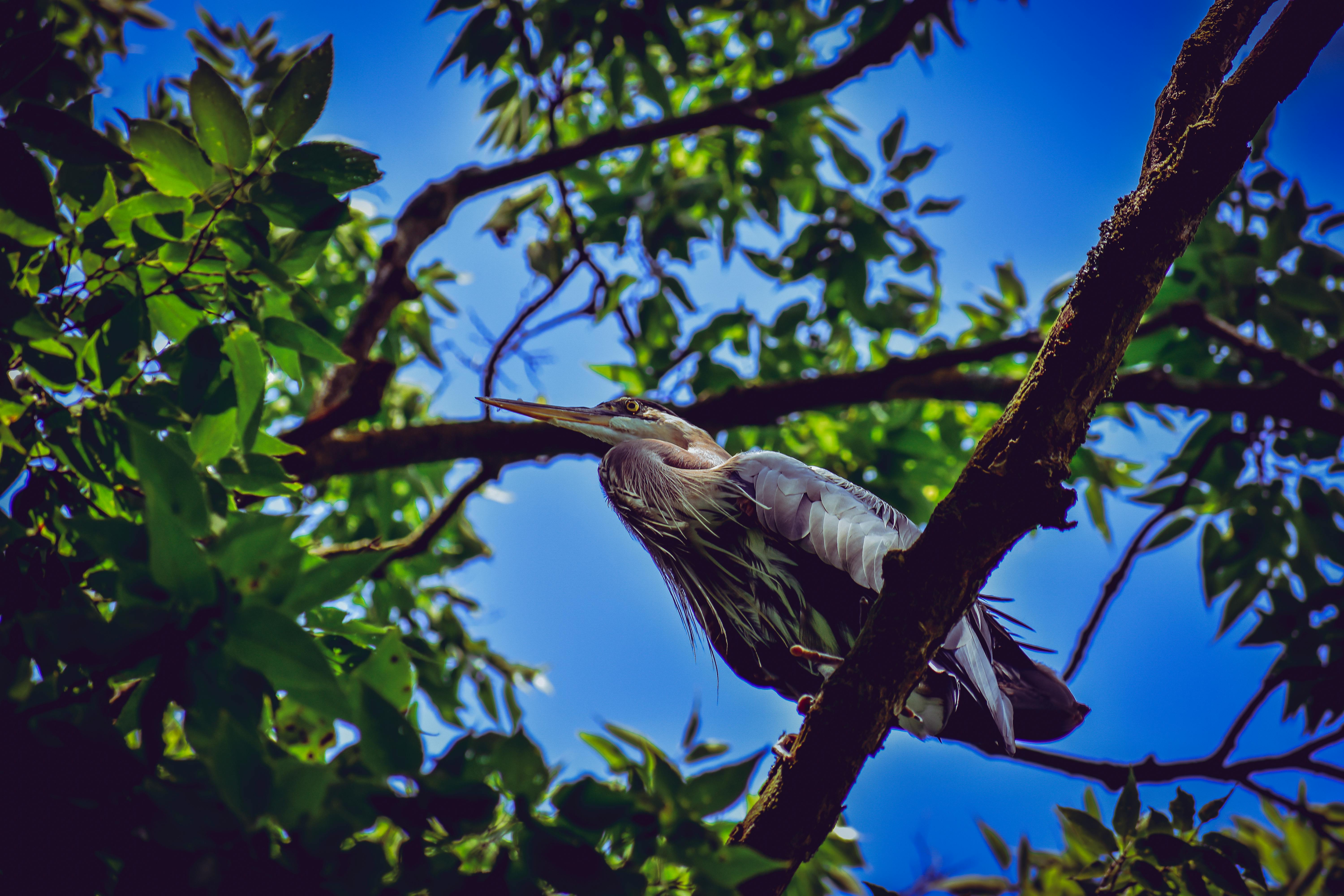 Bird On Tree Branch · Free Stock Photo