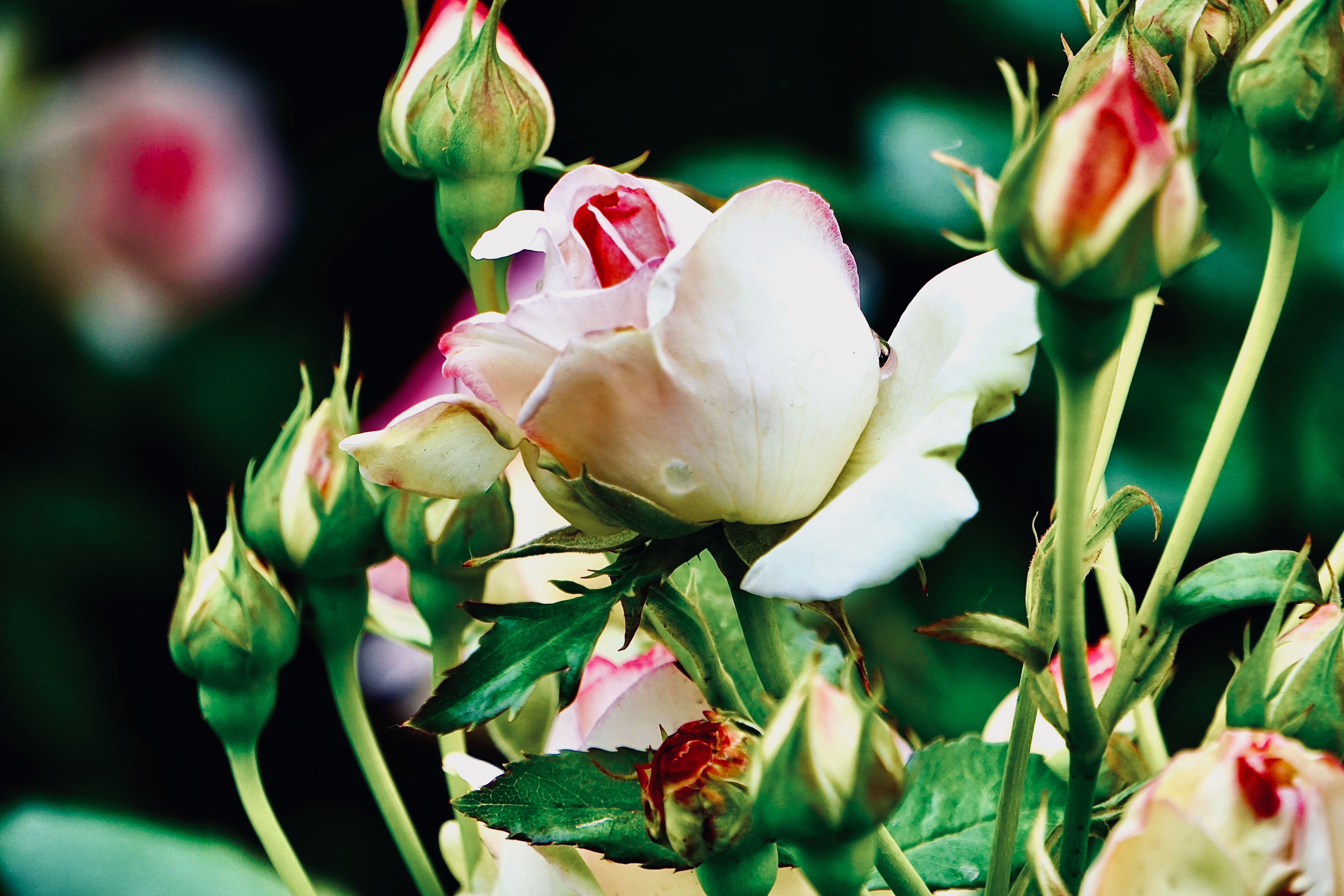 Close-Up Shot of a White Rose in bloom · Free Stock Photo