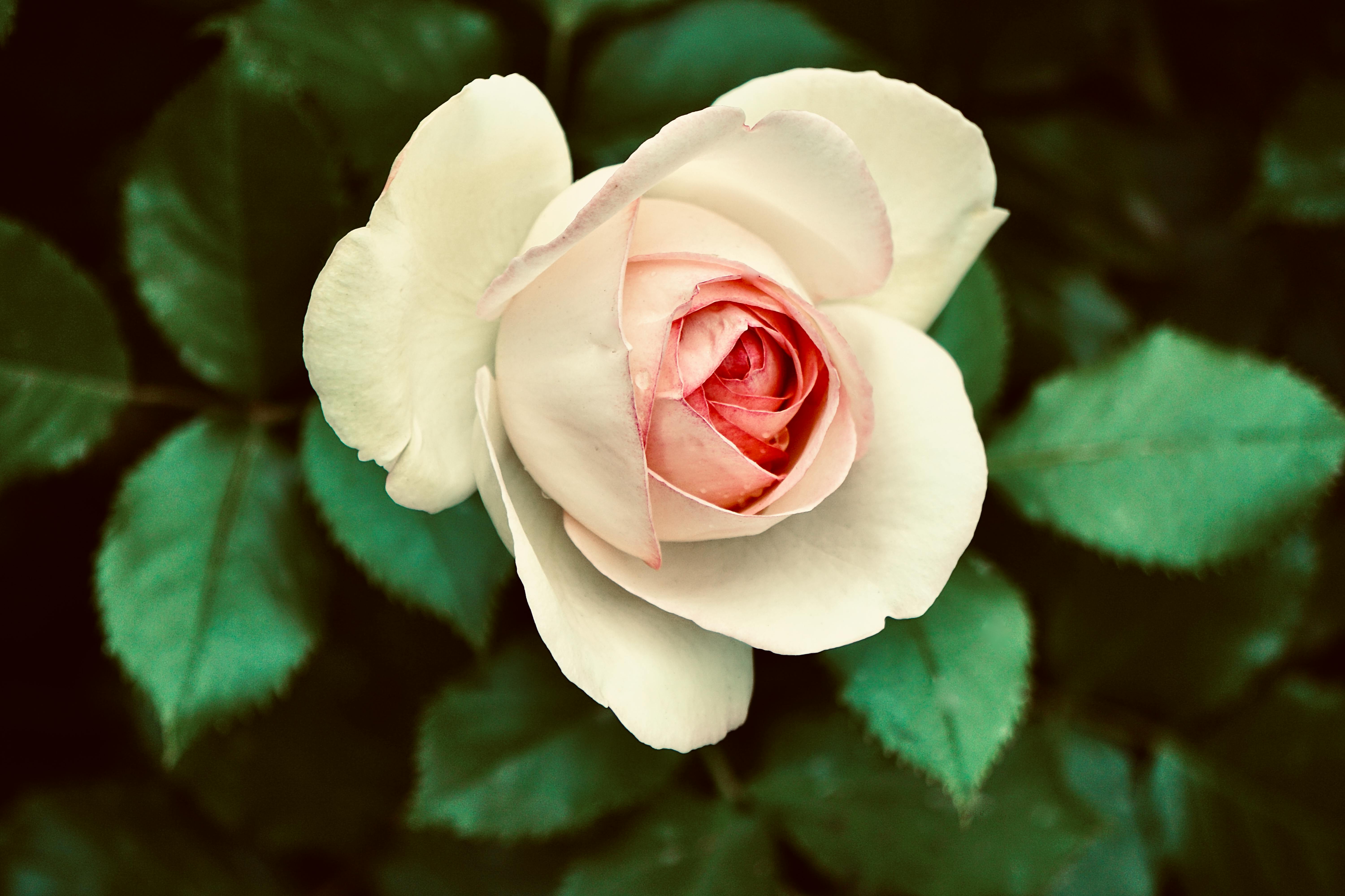 Close-Up Shot of a Pink Rose in Bloom · Free Stock Photo