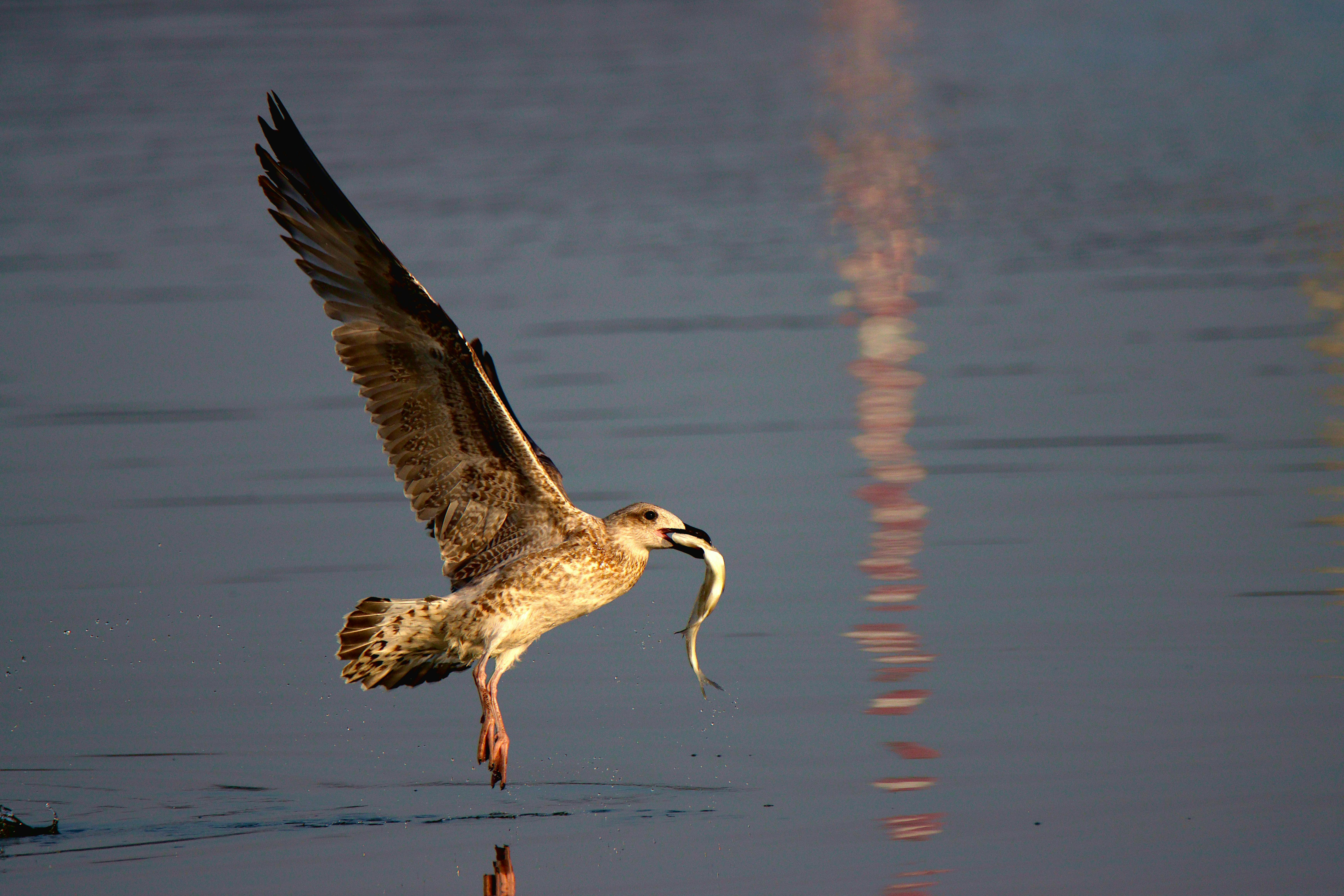 A Seagull Catching a Fish · Free Stock Photo