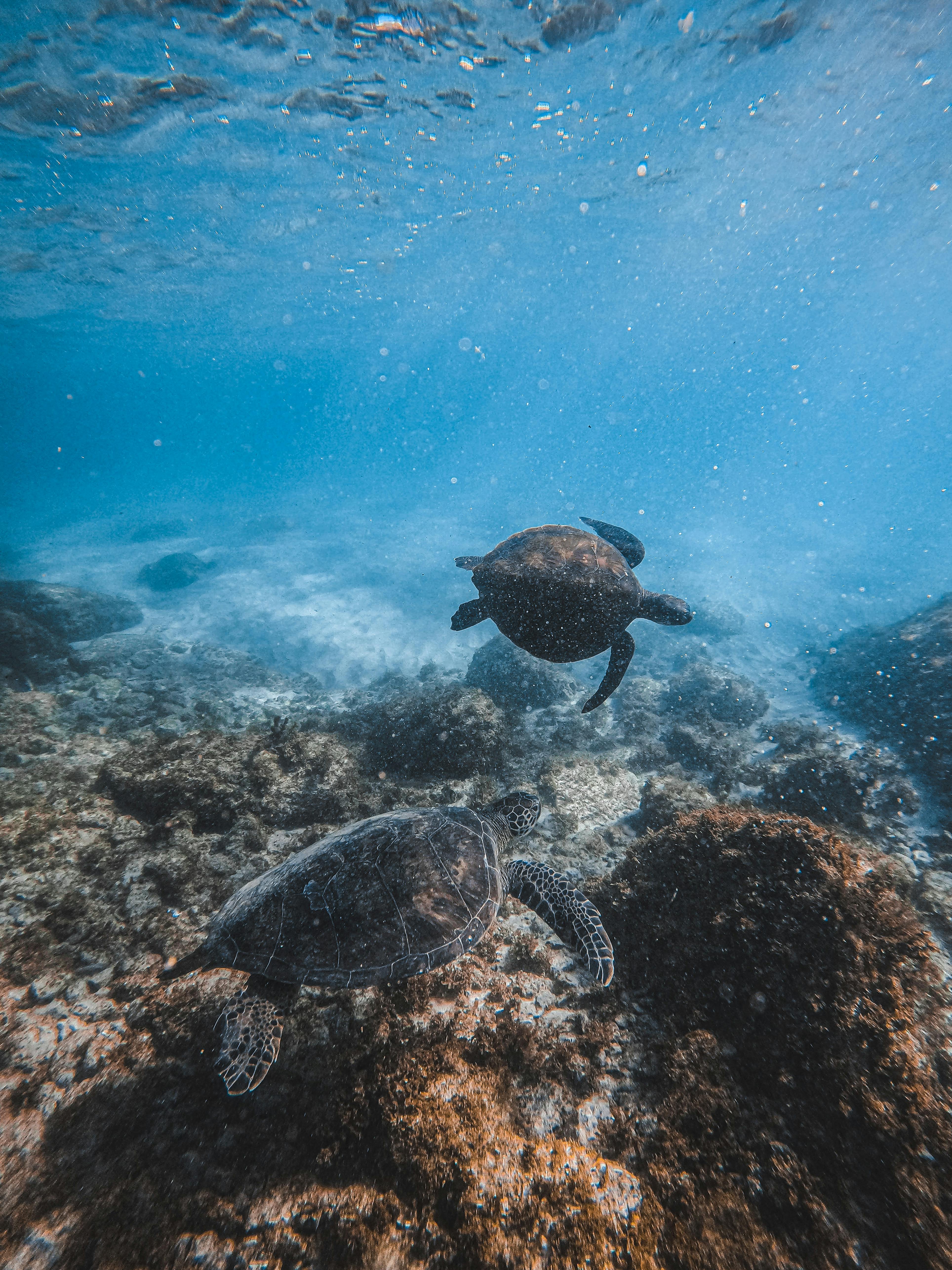 Black sea turtle swimming near a shallow coral reef · Free Stock Photo