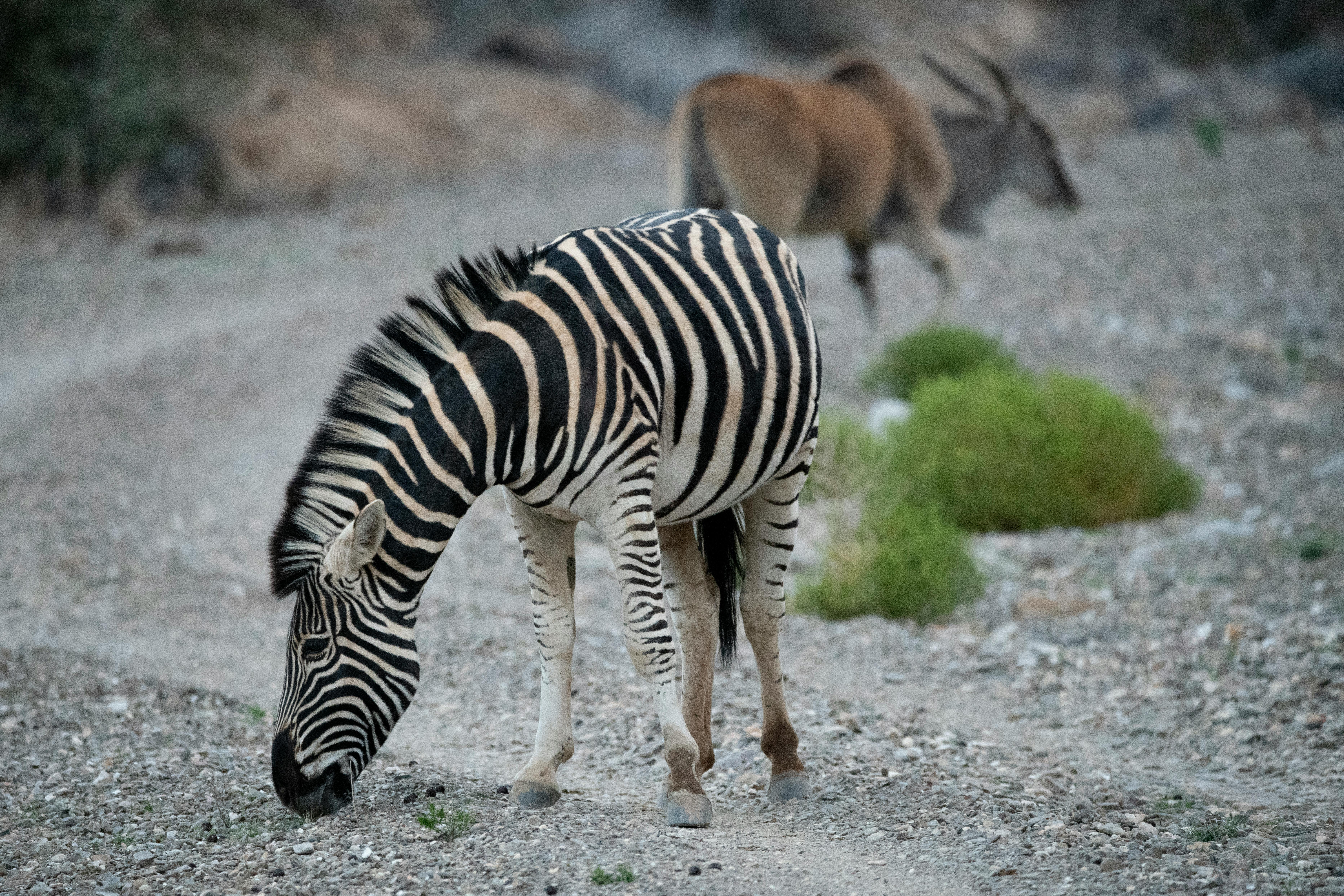 Photo Of Zebra · Free Stock Photo