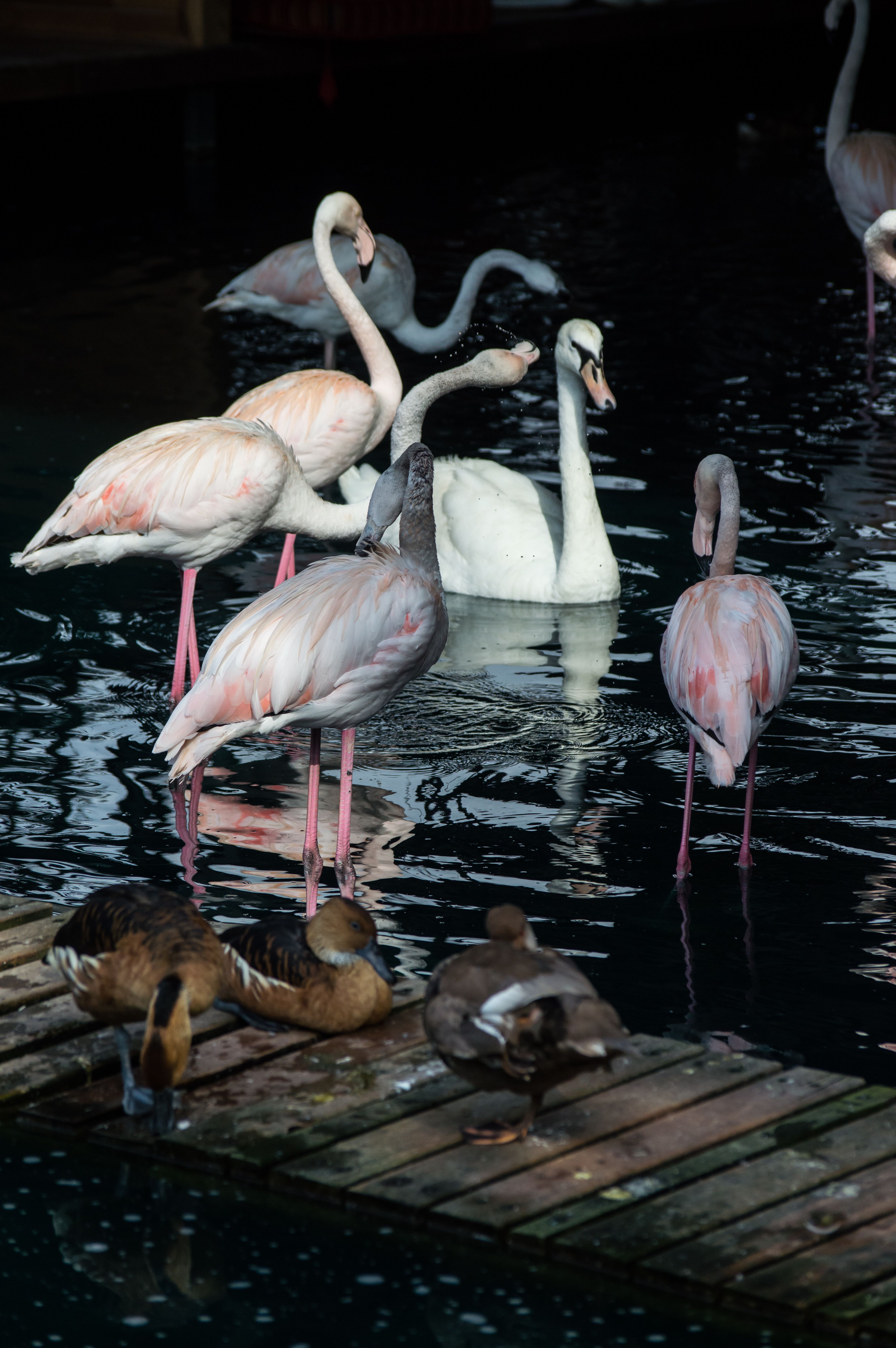 Flock Of Flamingo · Free Stock Photo