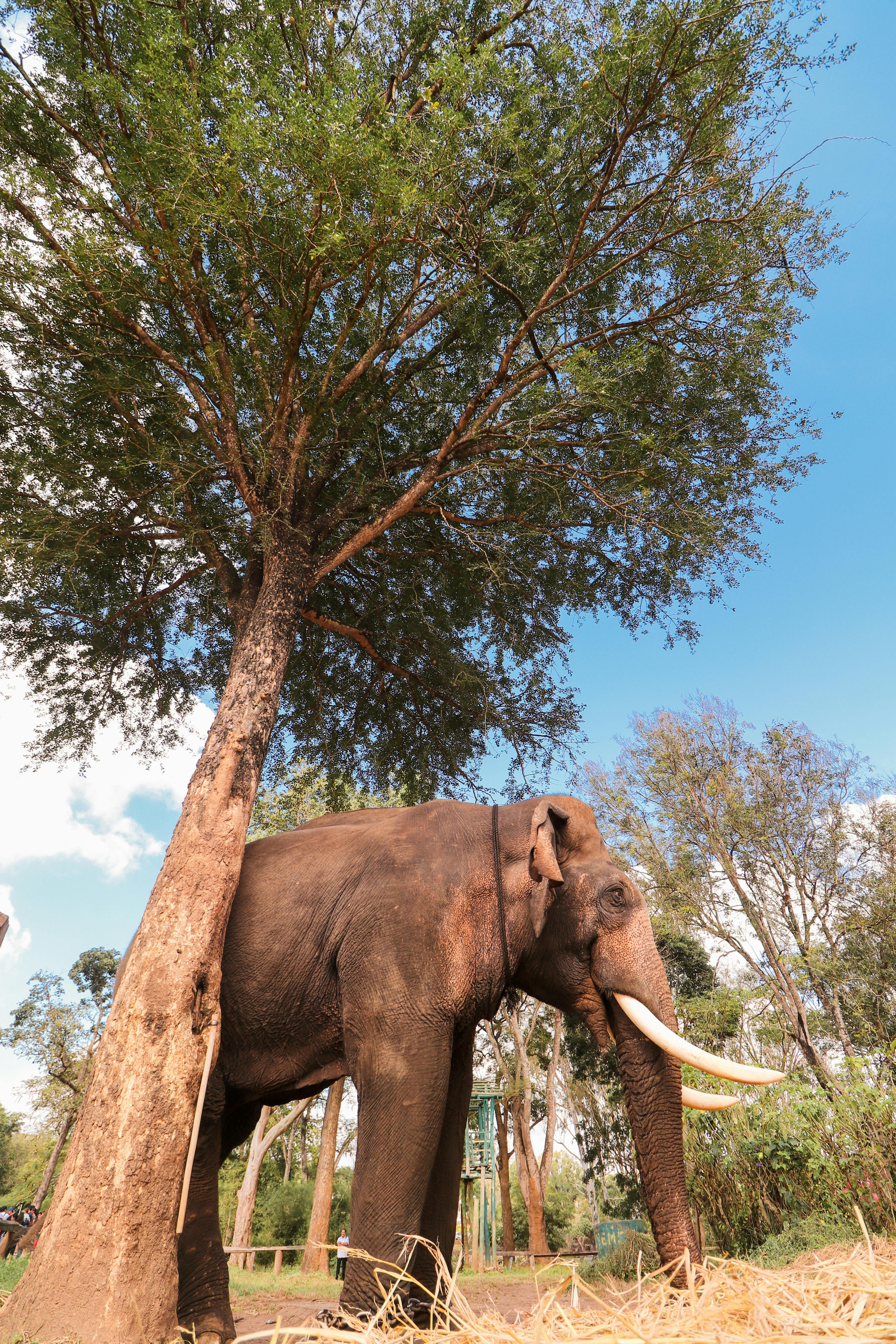 An Elephant Under a Tree · Free Stock Photo