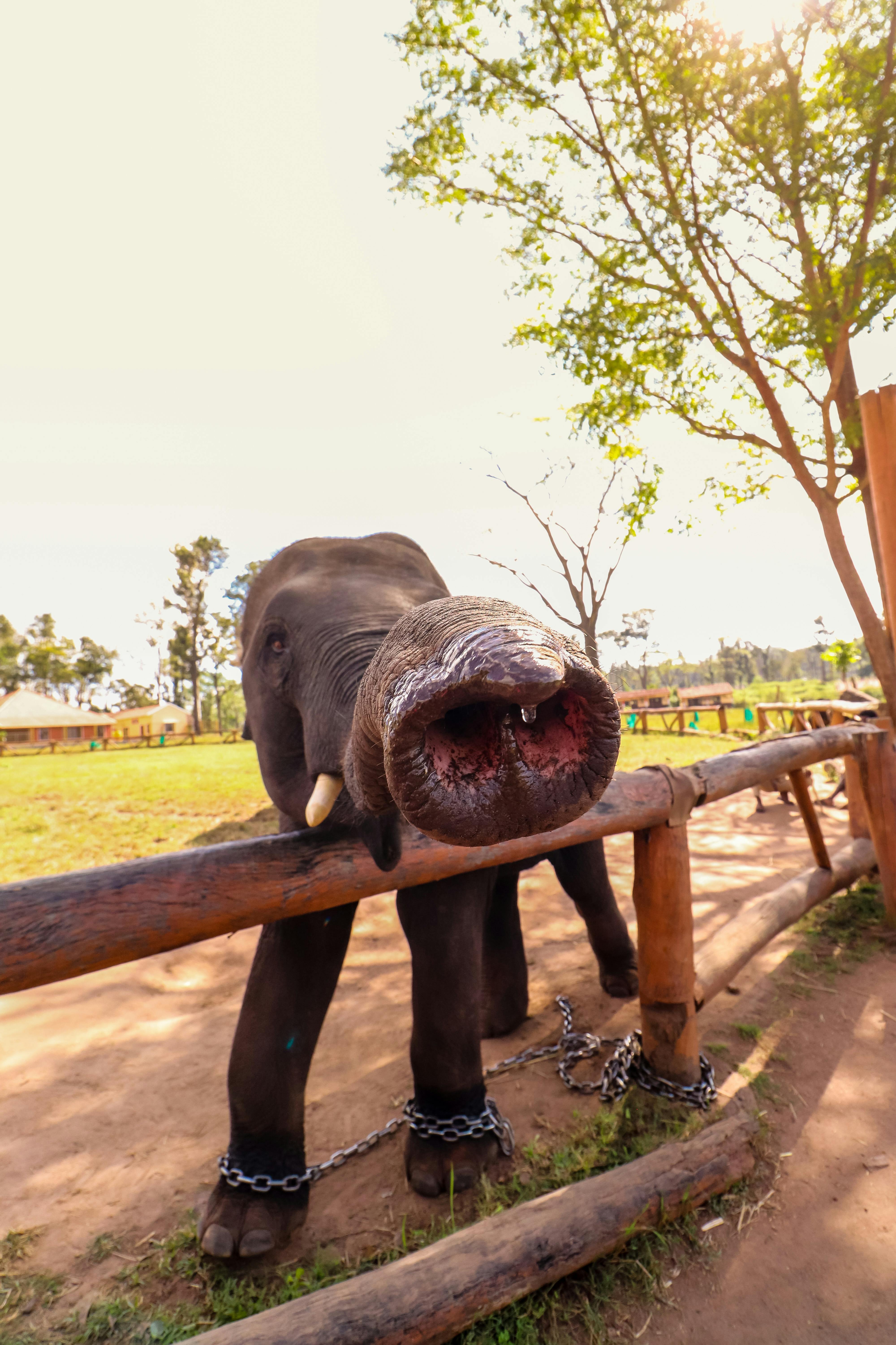 Curious Elephant Photos, Download The BEST Free Curious Elephant Stock ...