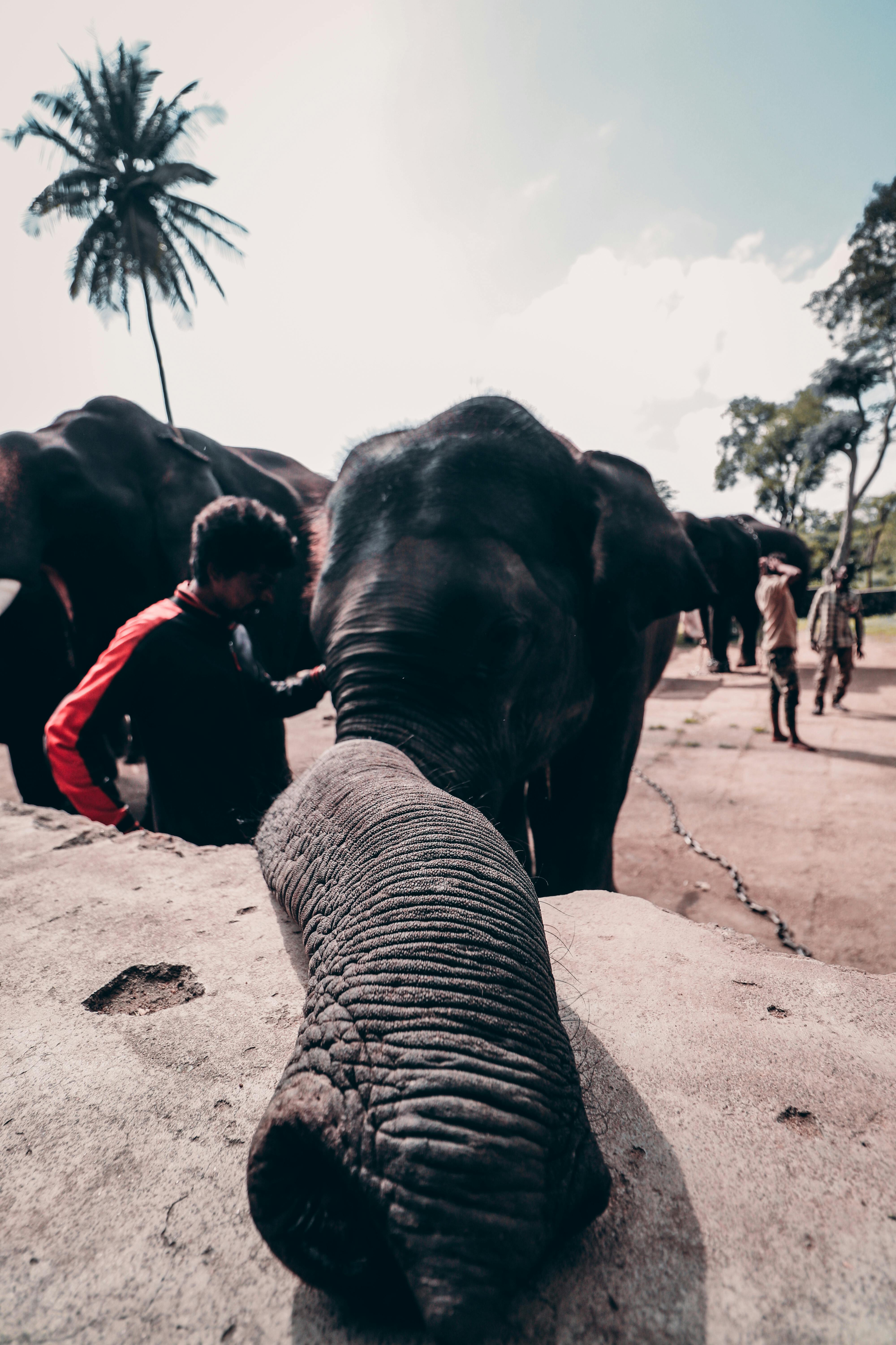 Man Standing next to Elephants · Free Stock Photo