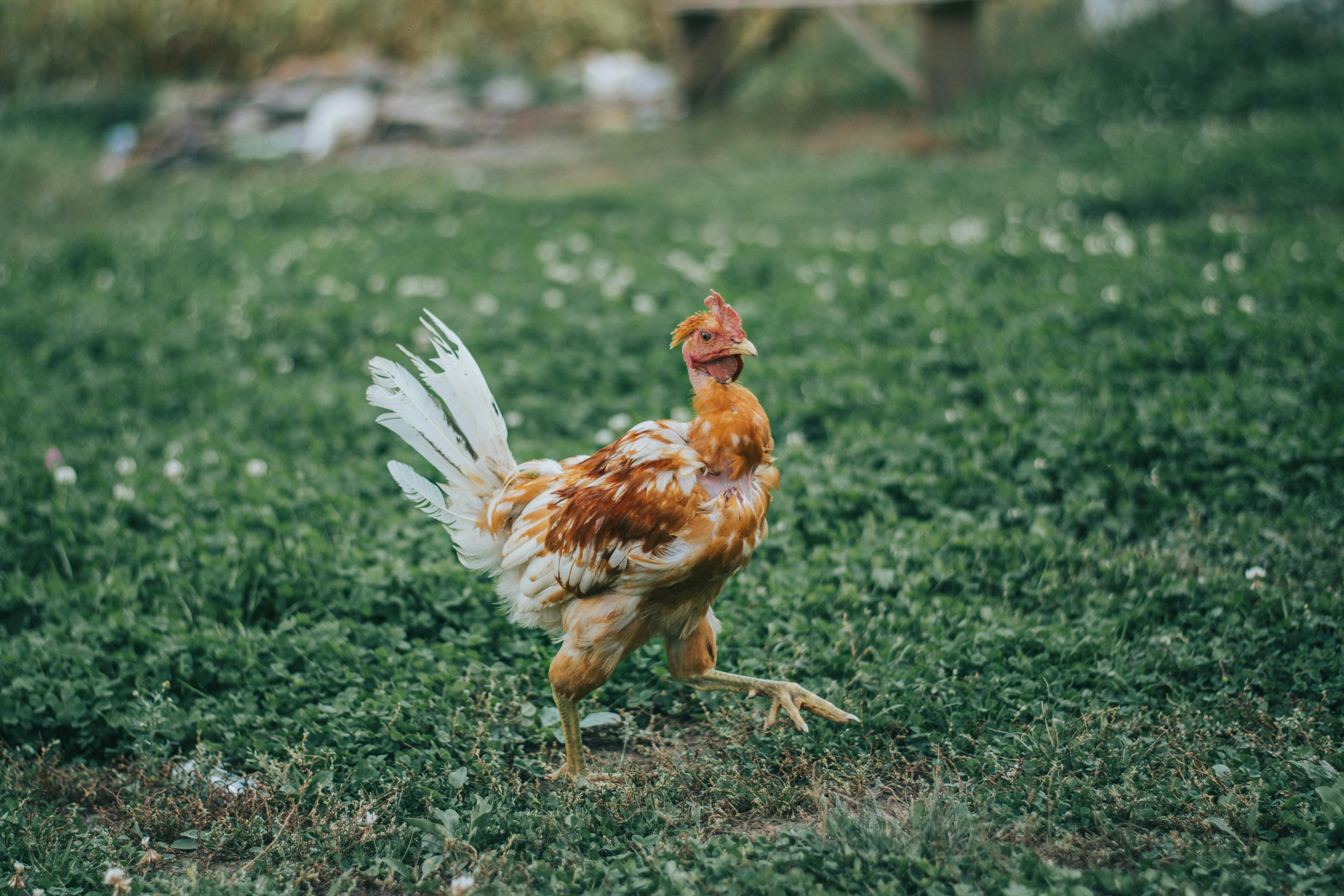 Free Range Chicken Photos, Download The BEST Free Free Range Chicken ...