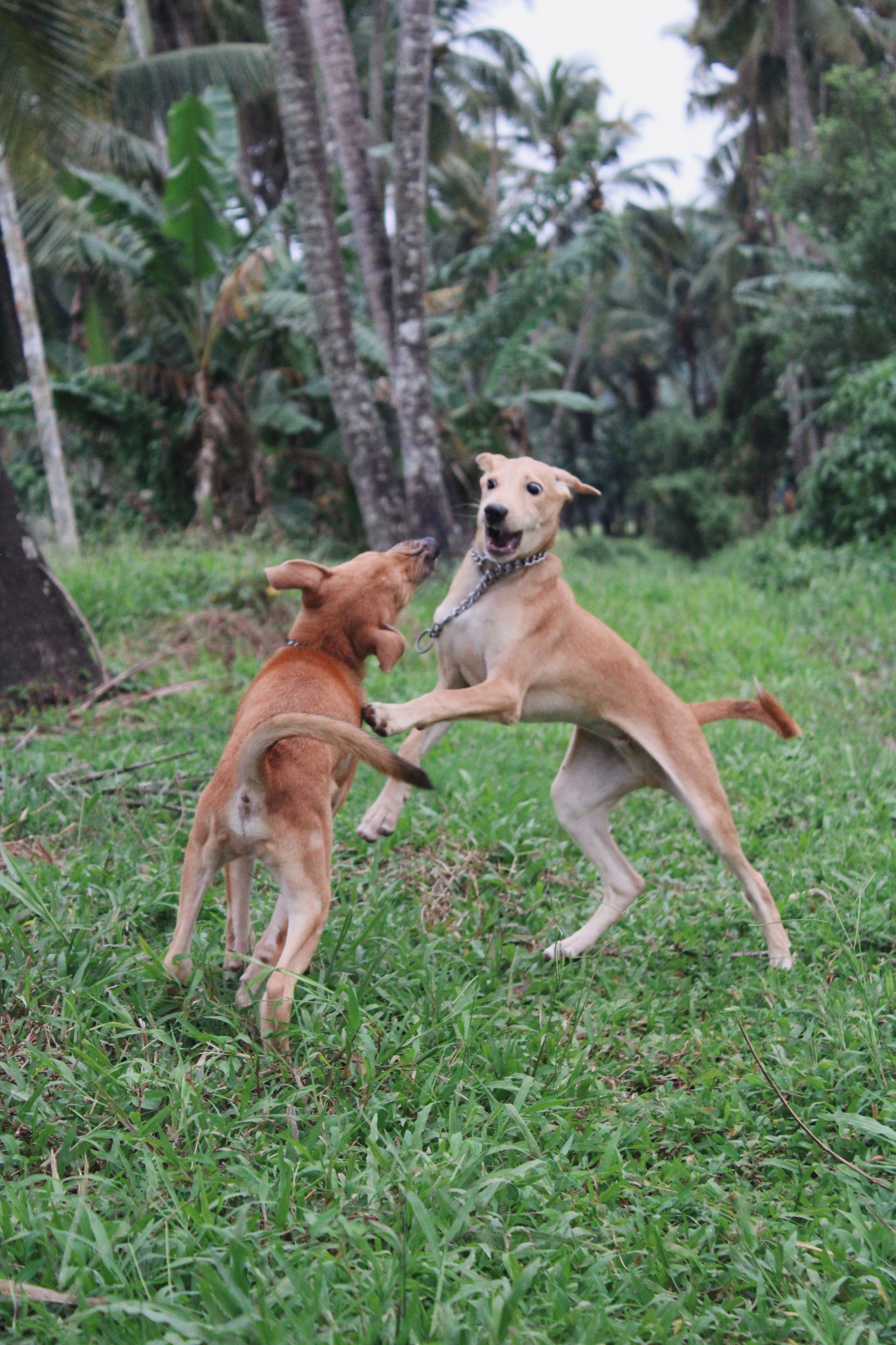 Playful Animals Photos, Download The BEST Free Playful Animals Stock ...