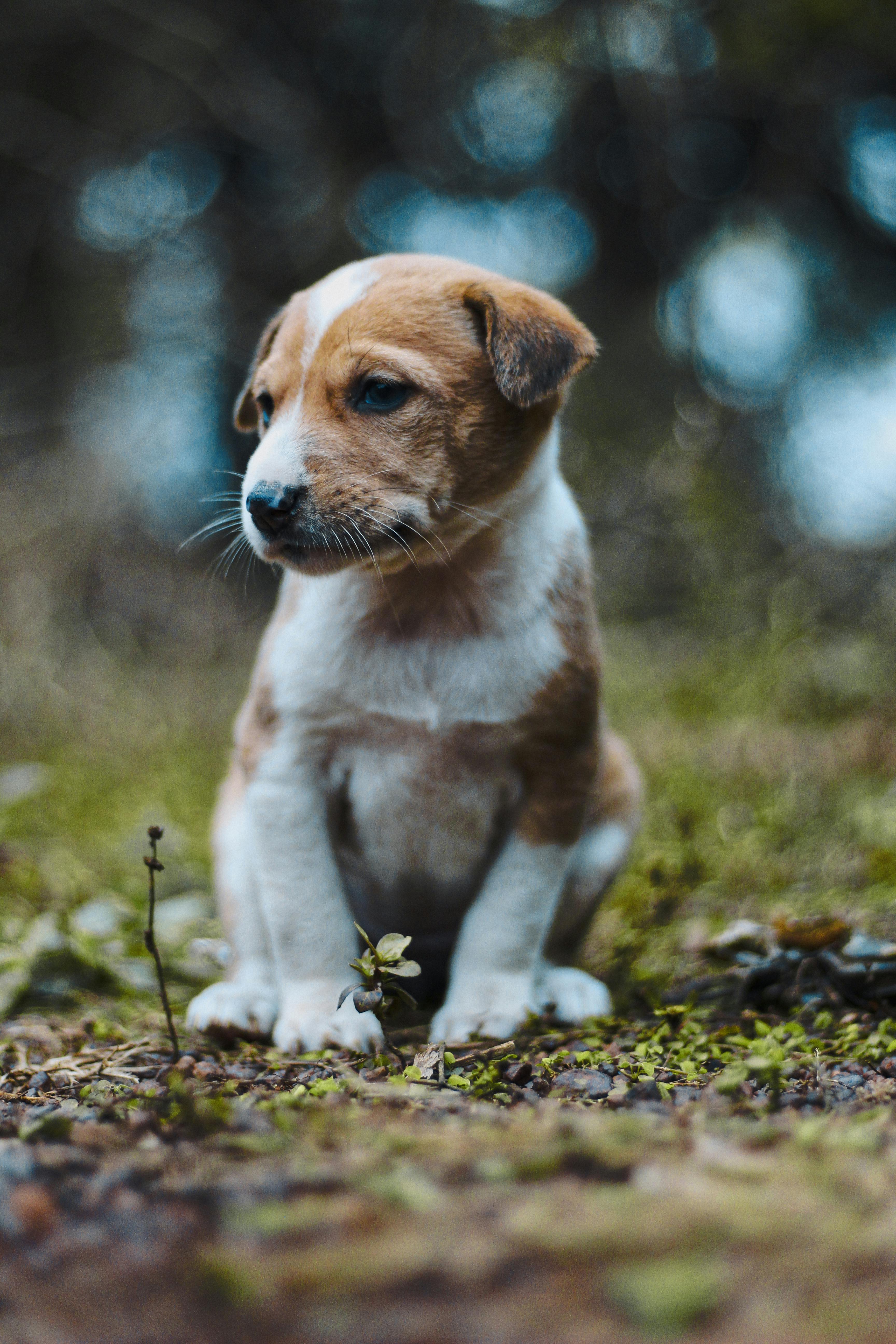 Close-Up Shot of a Puppy · Free Stock Photo