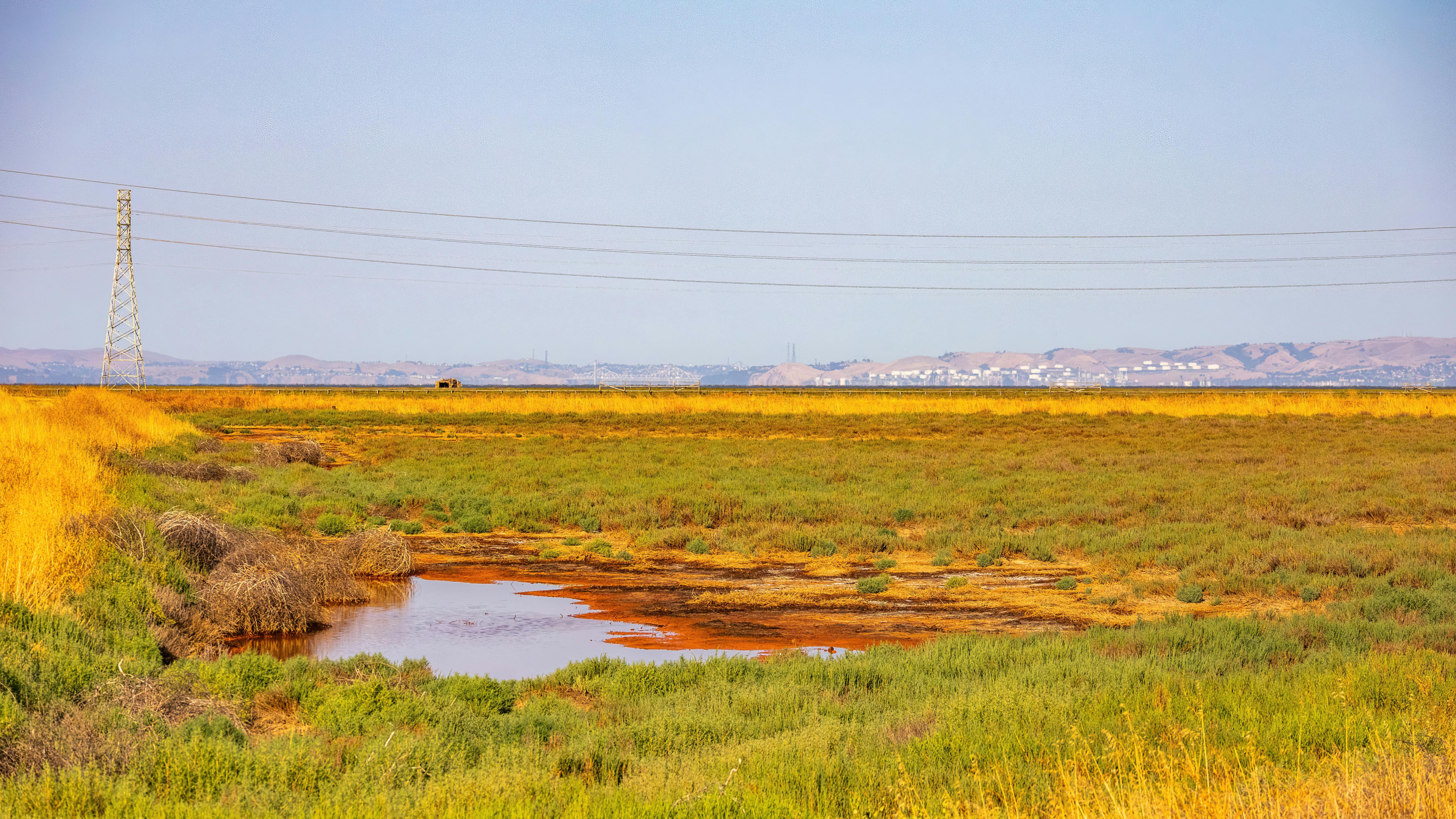 A Marsh on Grass Field · Free Stock Photo