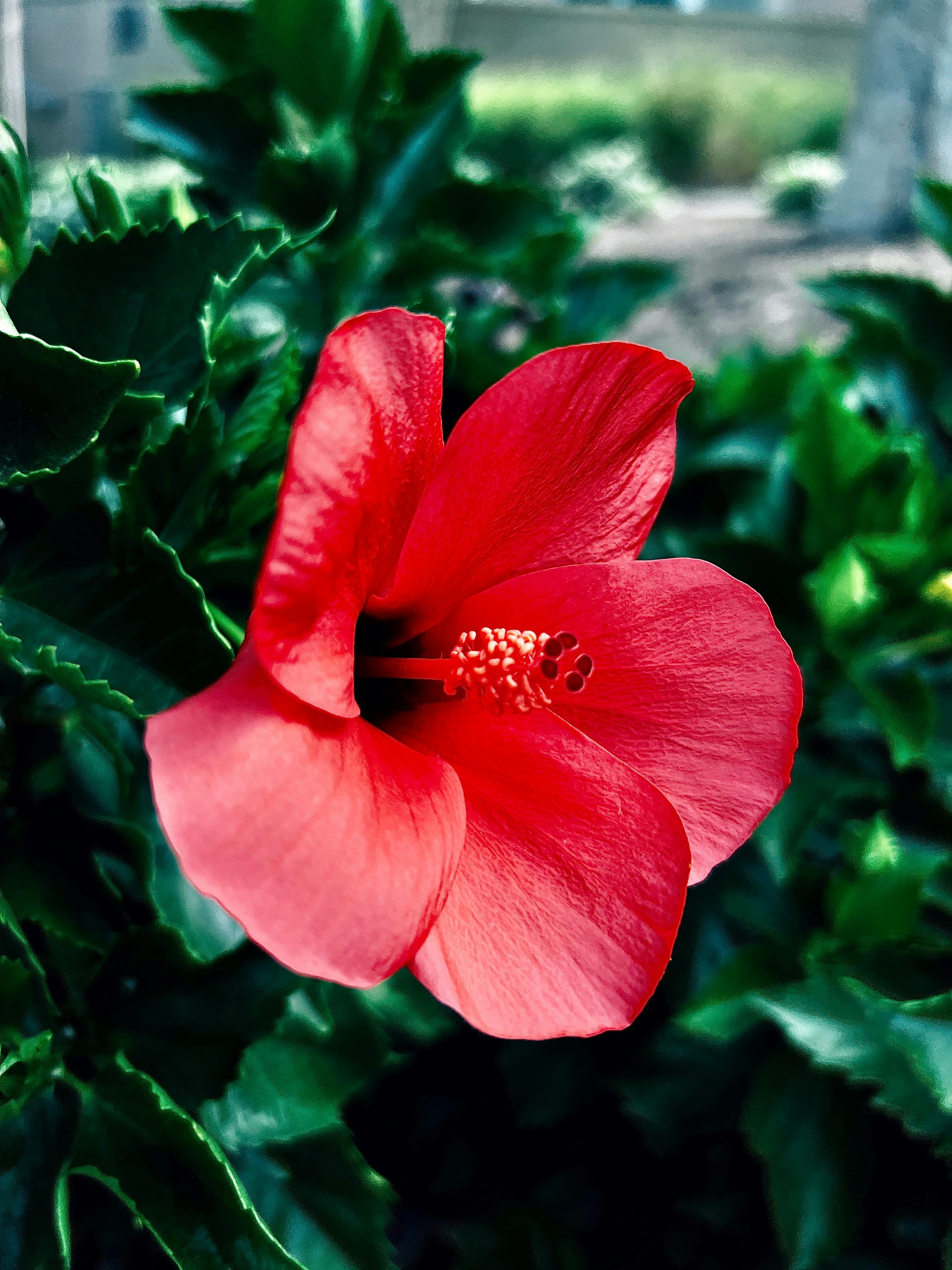 A Hibiscus Flower in Bloom · Free Stock Photo