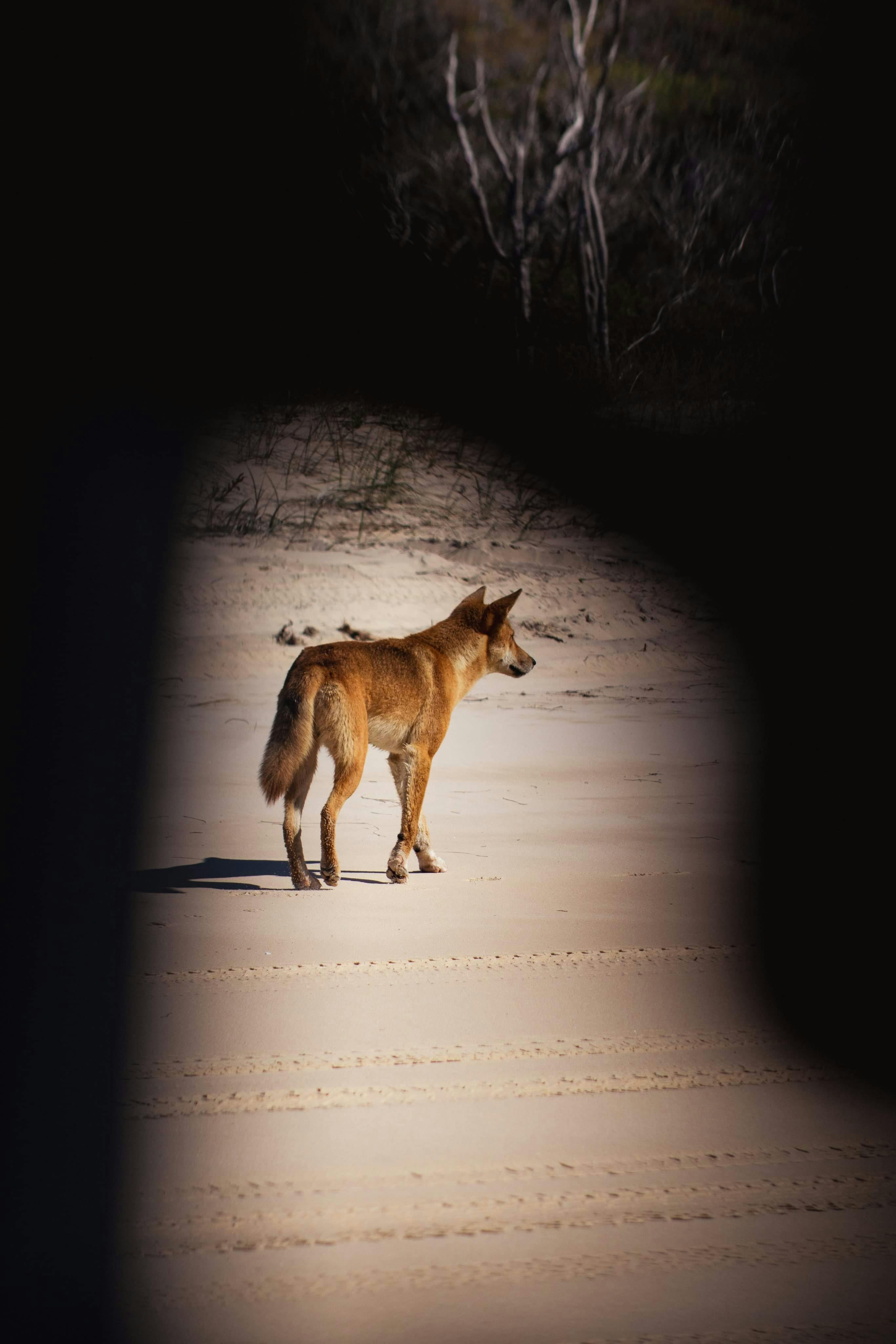 Fraser Island 16 Photos & Videos Collected by Timothy George