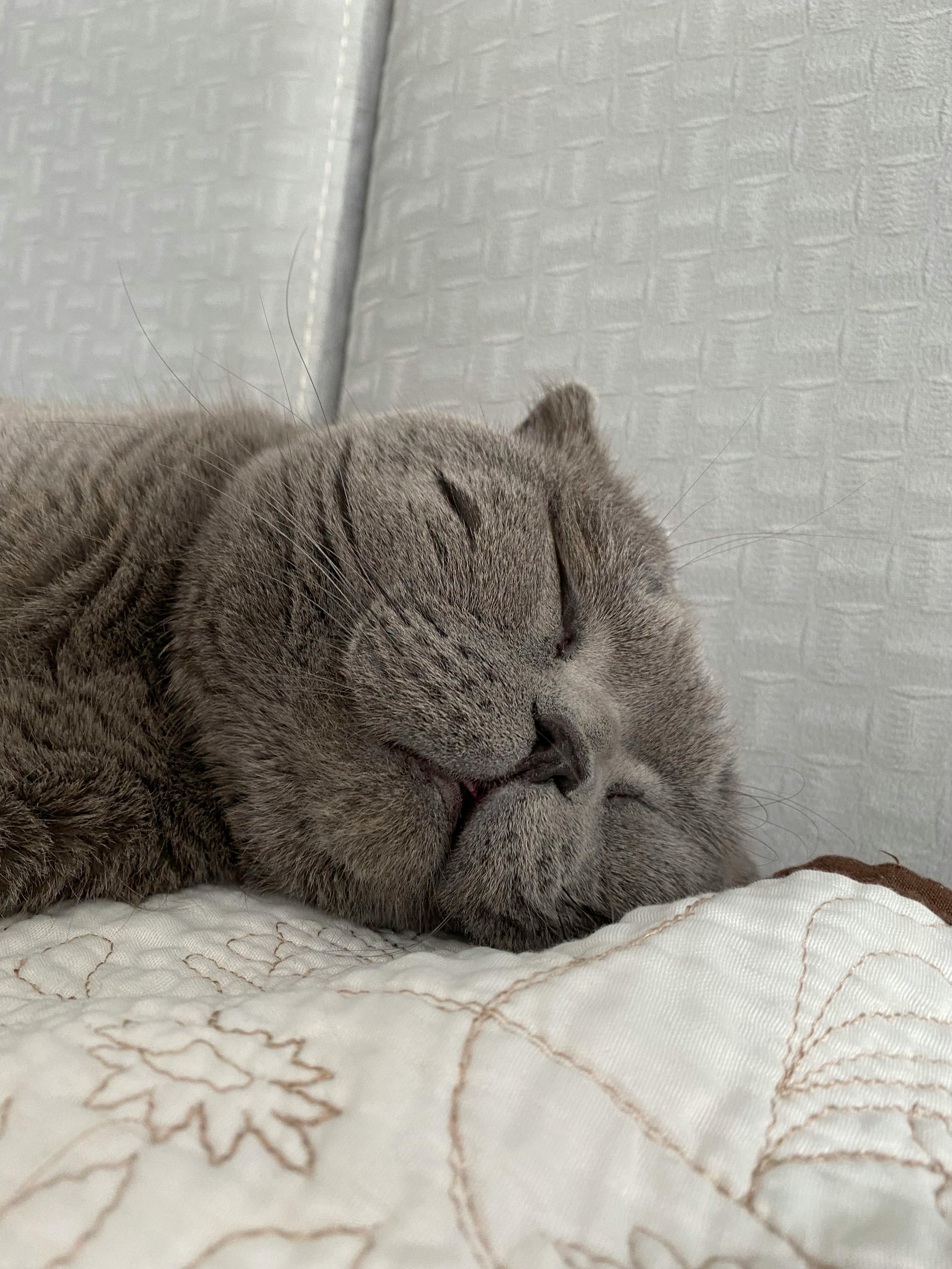 Gray Cat Sleeping on a Sofa · Free Stock Photo