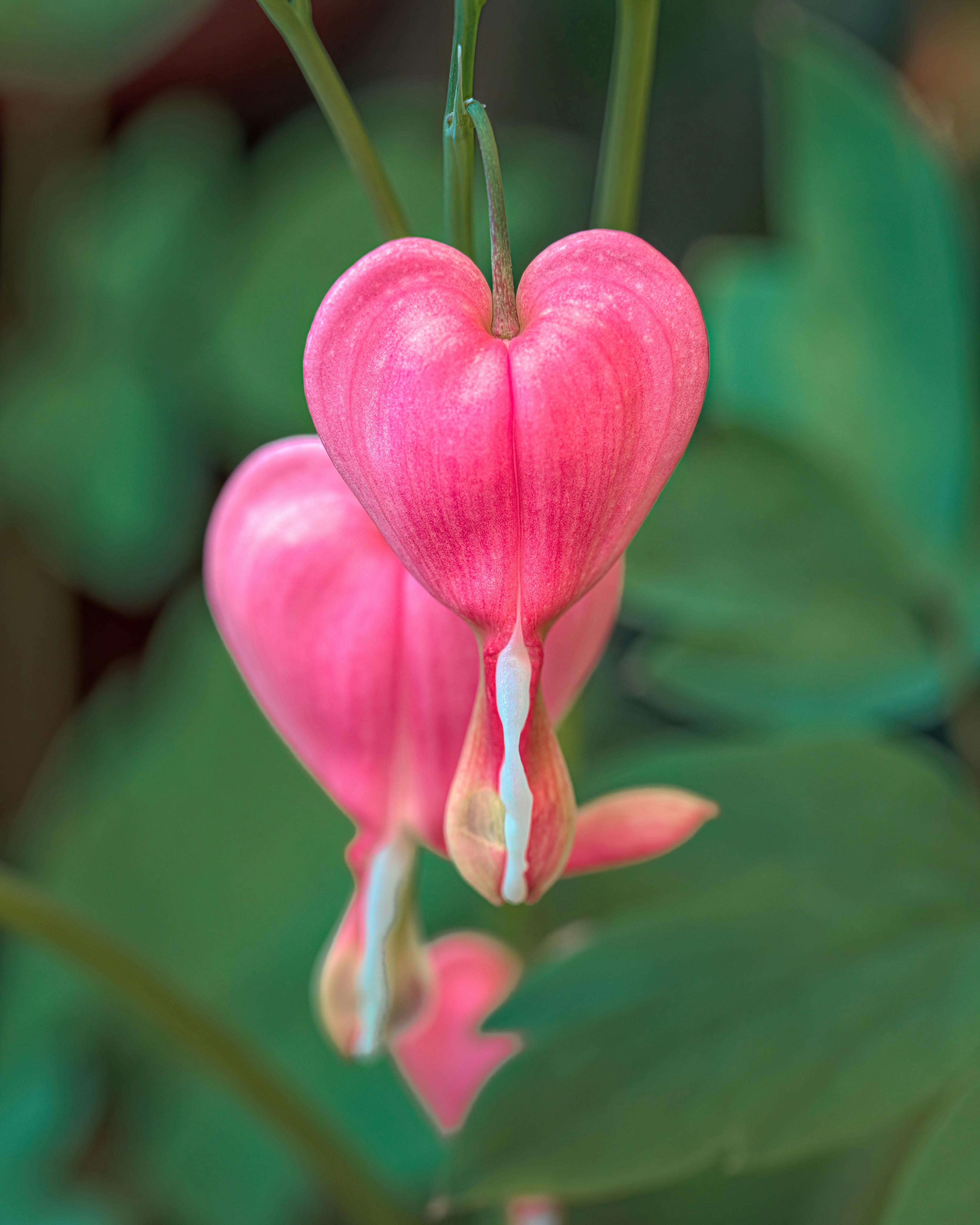Close-Up Shot of Blooming Bleeding Hearts · Free Stock Photo