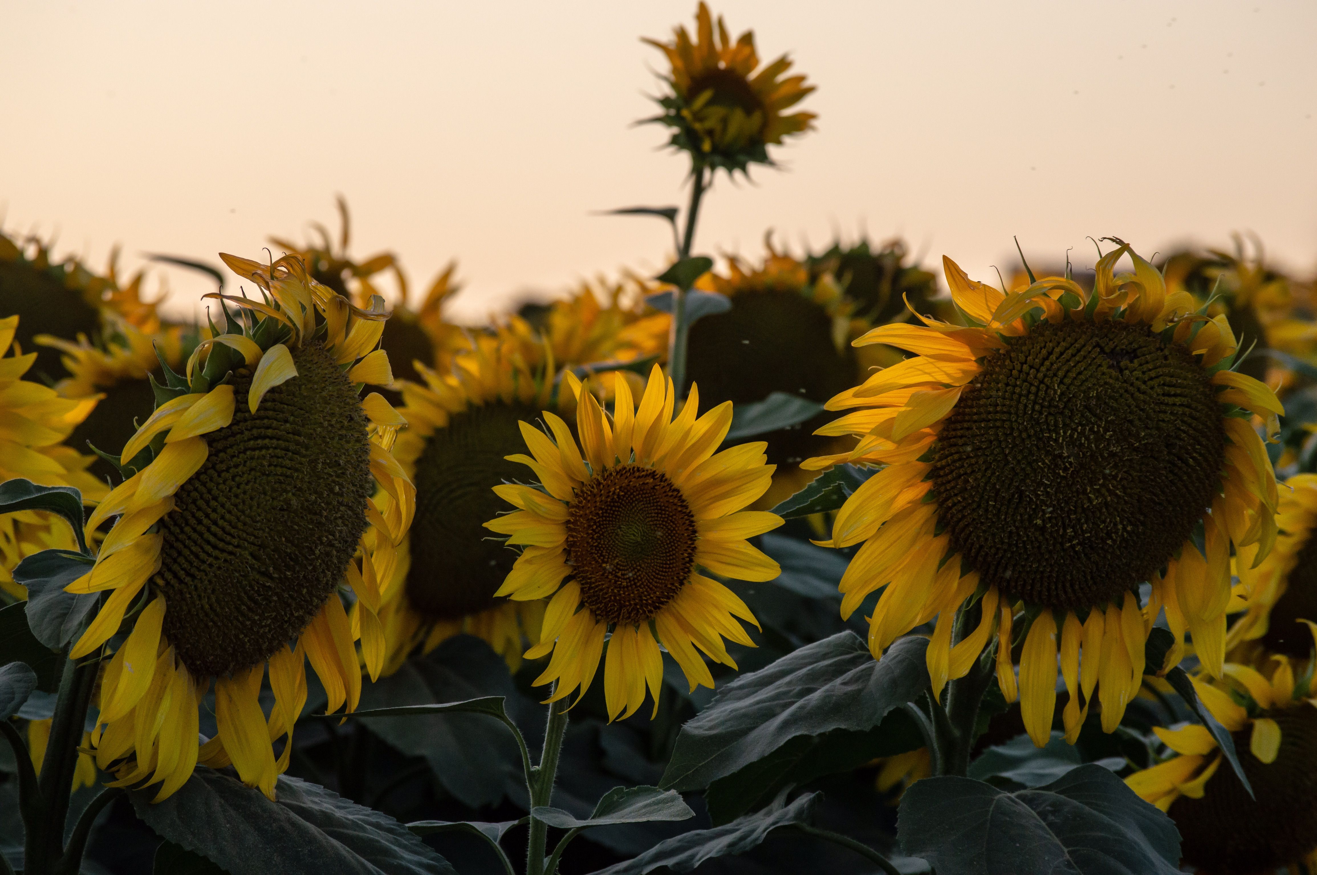 Sunflowers in Close Up Photography · Free Stock Photo