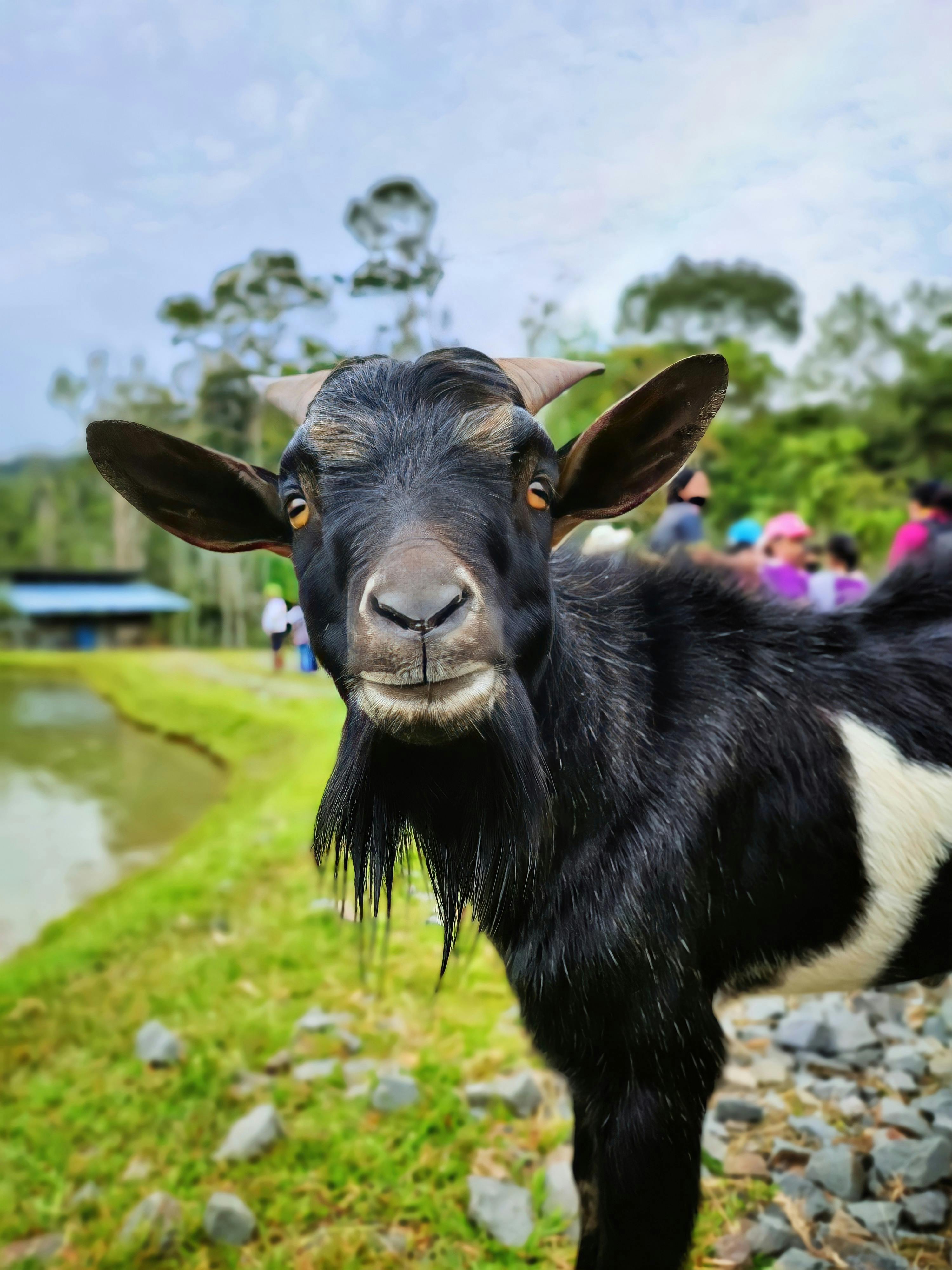 Close Up Photo of a Goat · Free Stock Photo