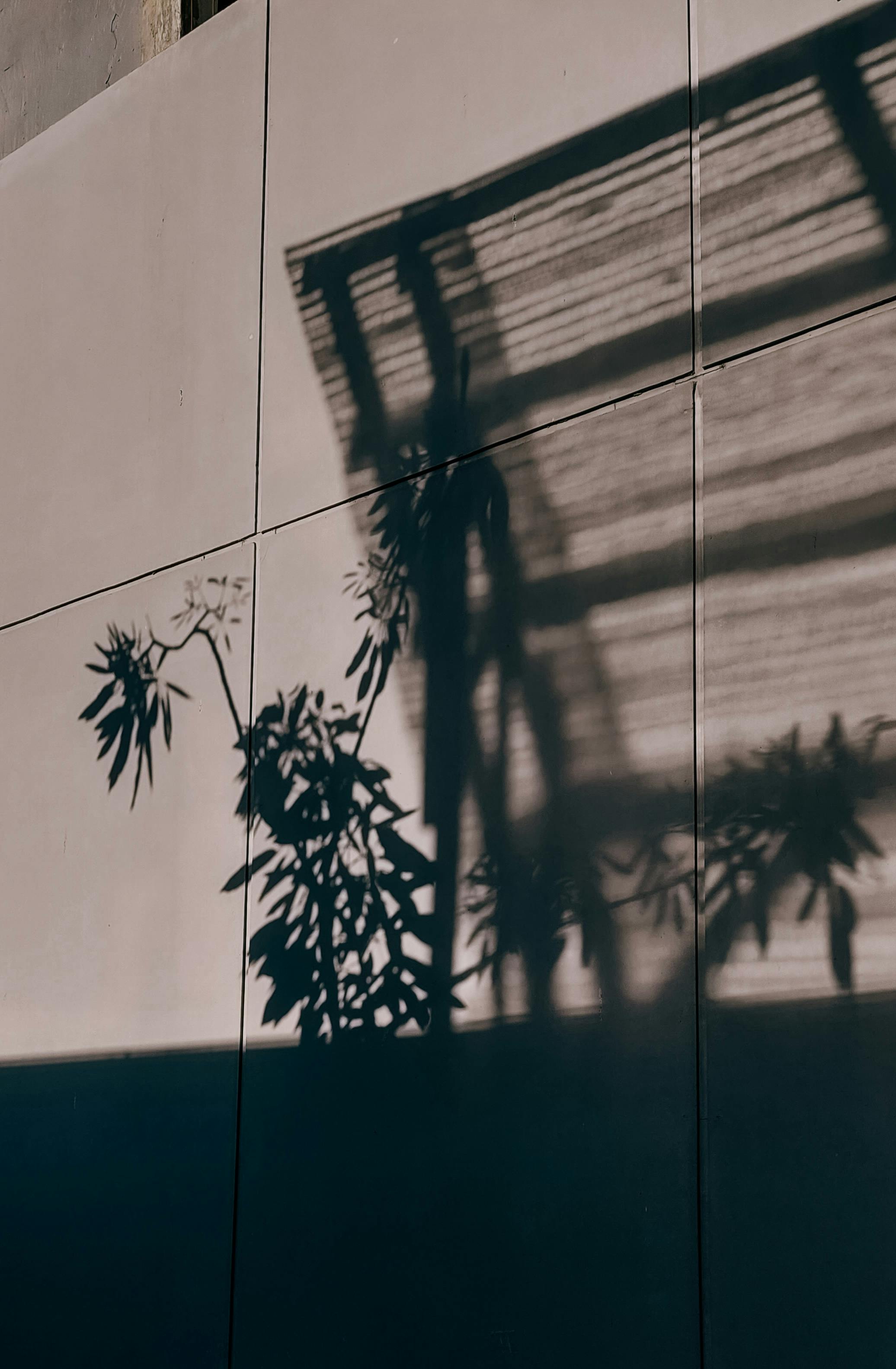 Shadow of a Plant on Wall · Free Stock Photo