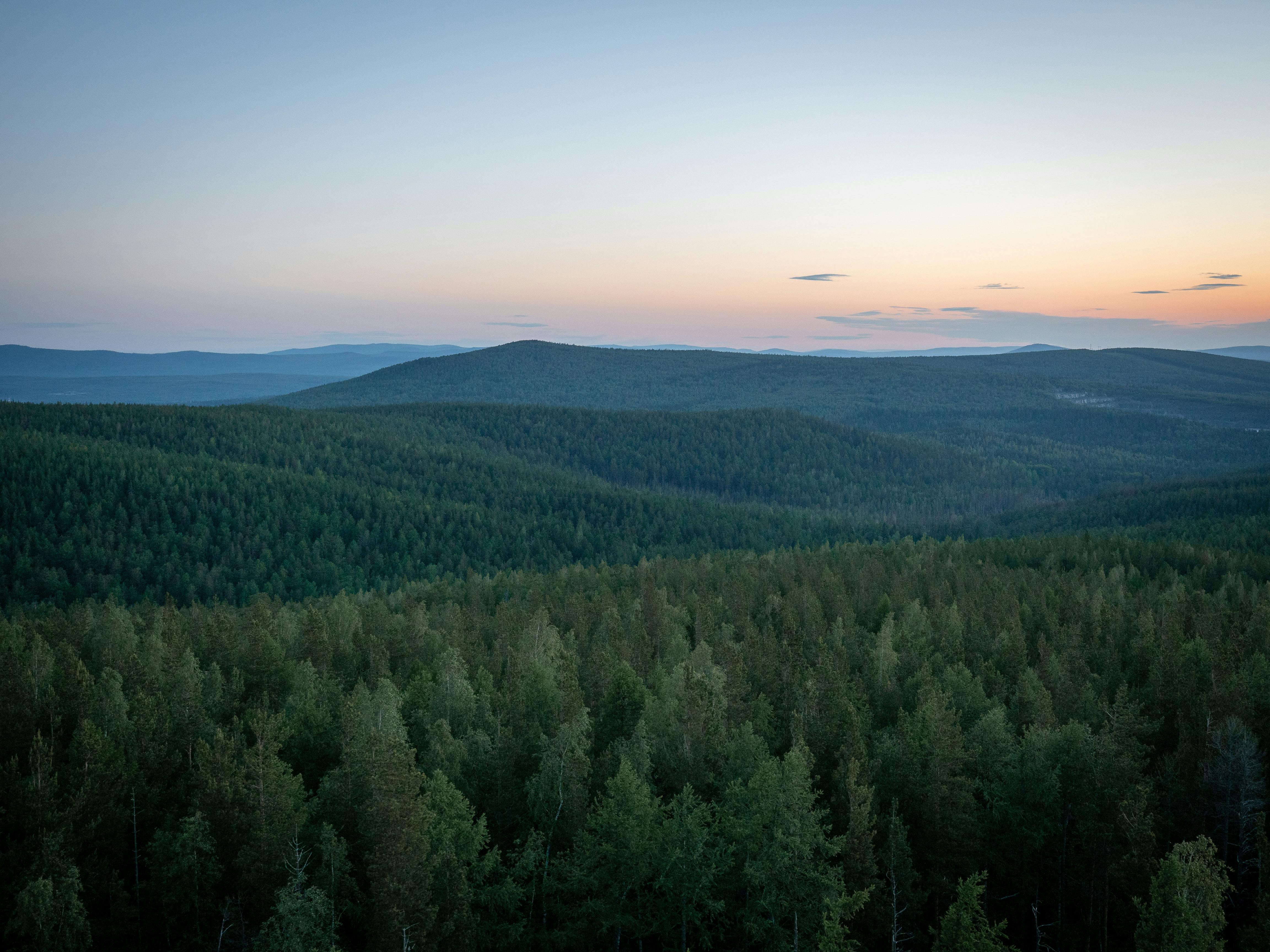 Aerial View of Trees on a Mountain · Free Stock Photo