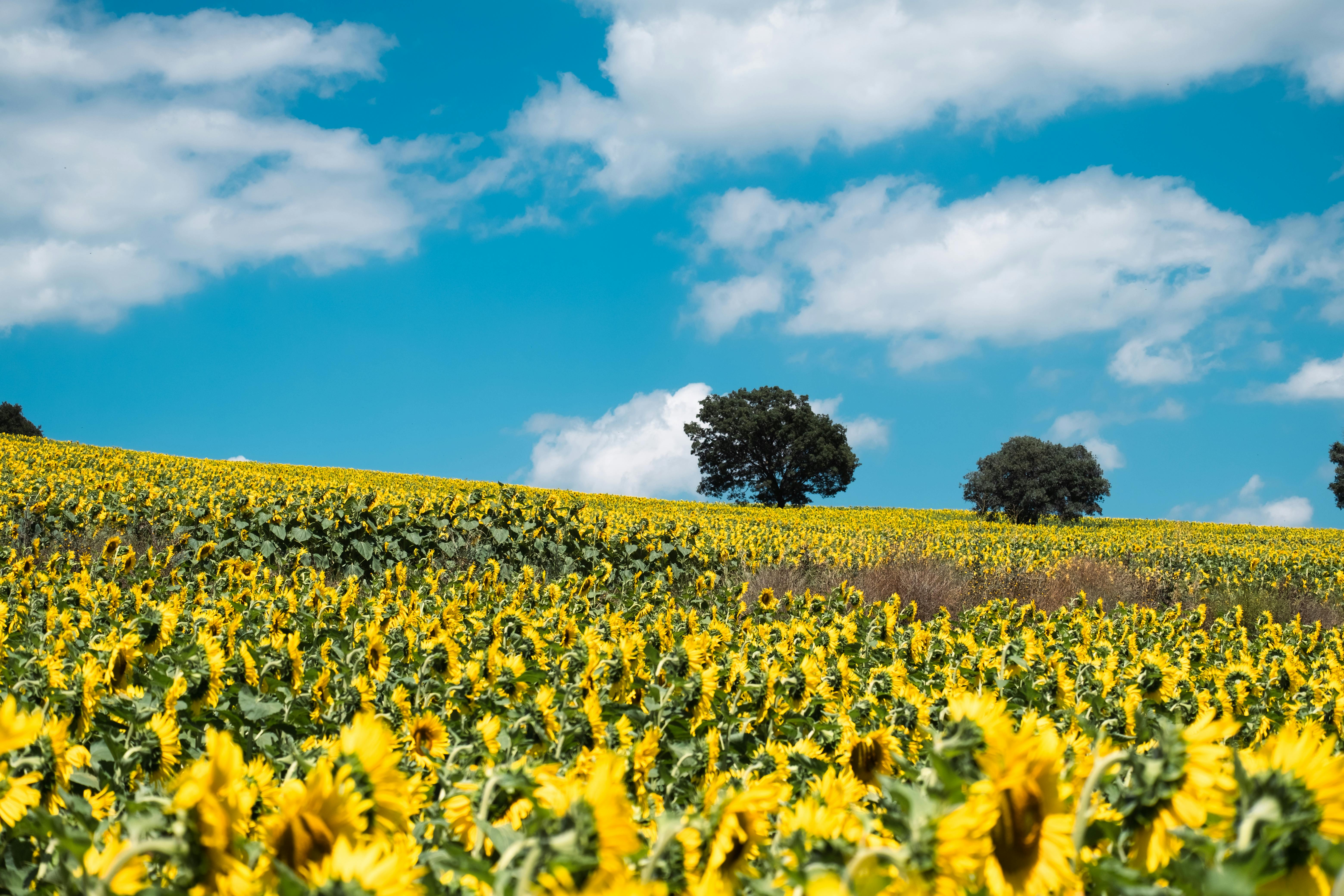 Sunflower Field under the Cloudy Blue Sky · Free Stock Photo