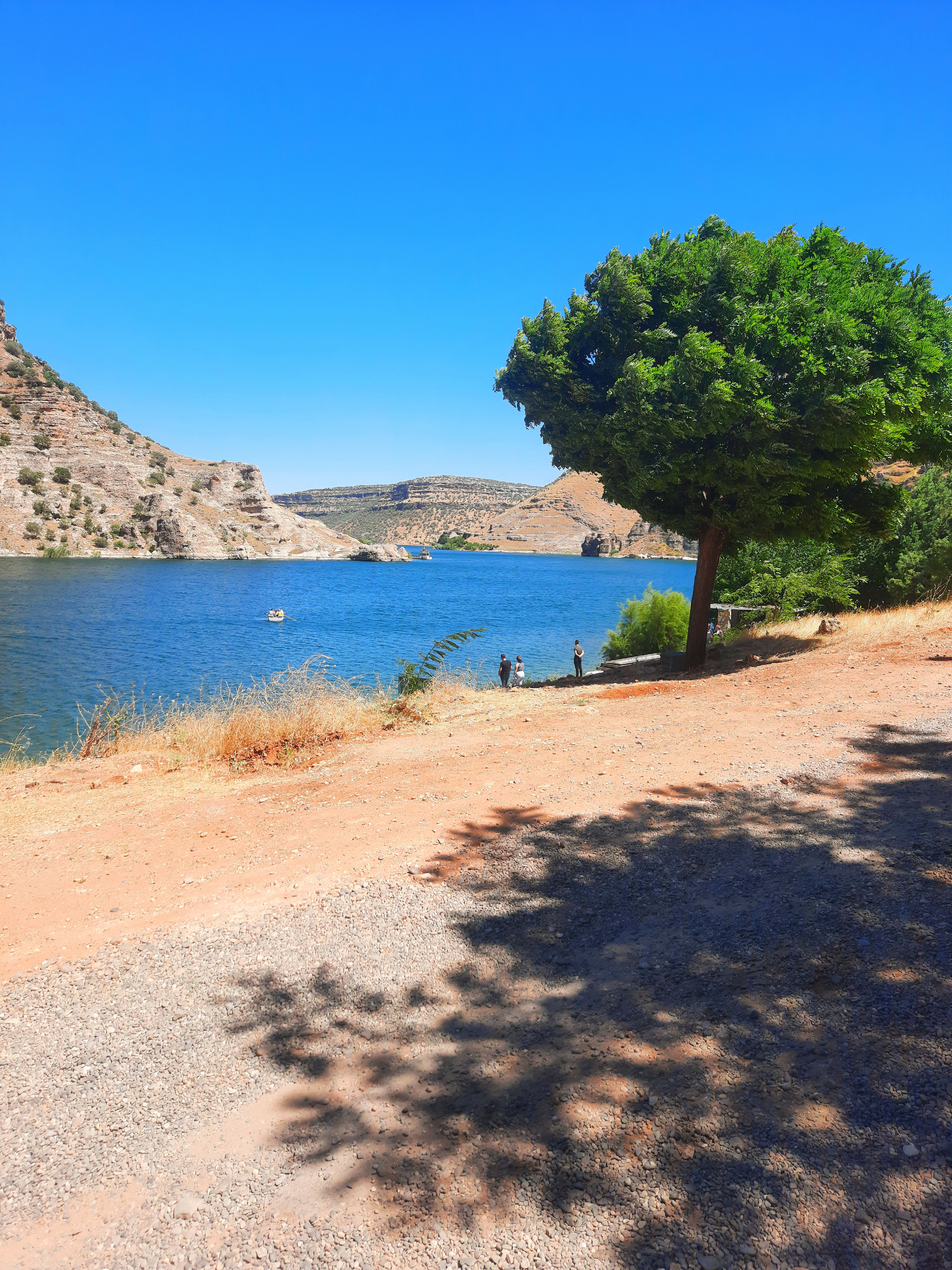 A Green Tree Near the Lake · Free Stock Photo